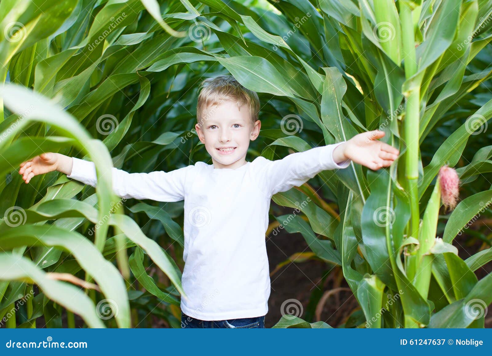 Kid in corn maze stock image. Image of field, high, november - 61247637
