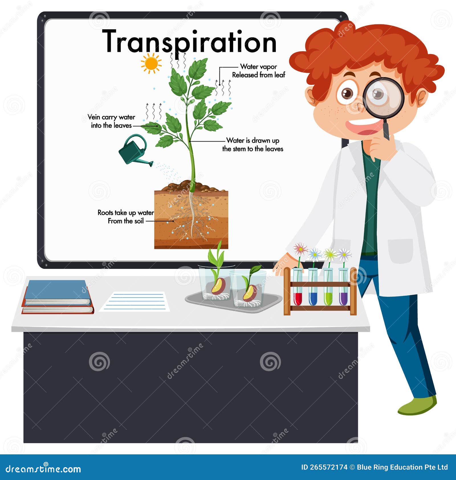 Kid Explaining Plant Transpiration Stock Vector - Illustration of ...