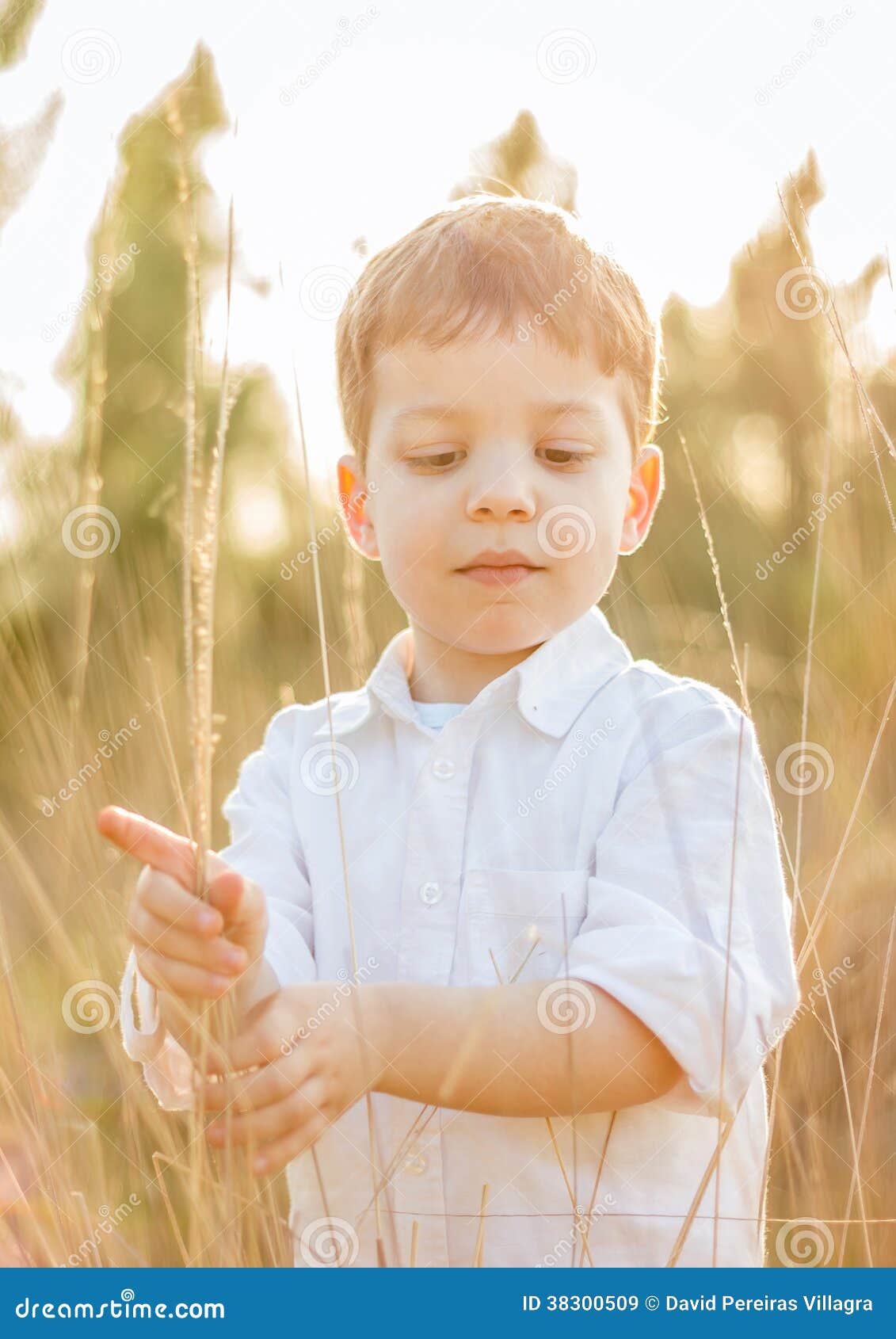 Kid in Field Playing with Spikes at Summer Sunset Stock Image - Image ...