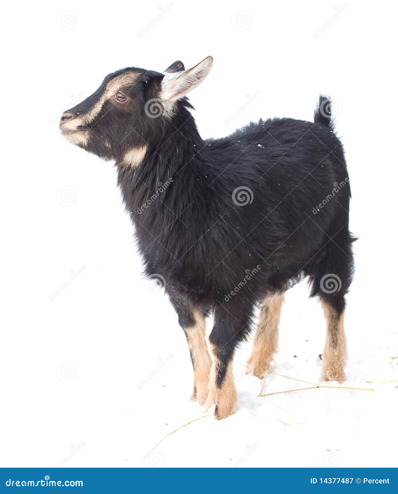 Kid goat stock image. Image of farm, walk, mammal, side - 14377487
