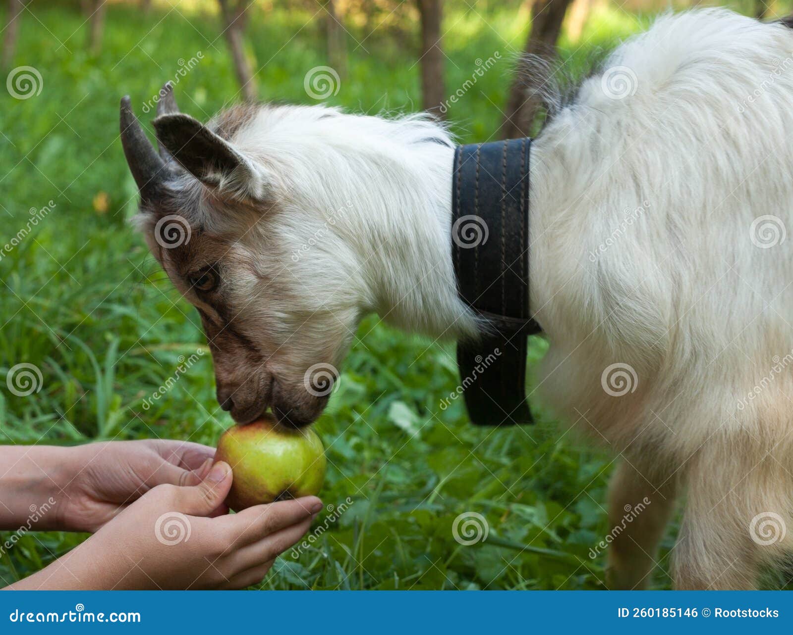Kid of goat and an apple stock photo. Image of domestic - 260185146