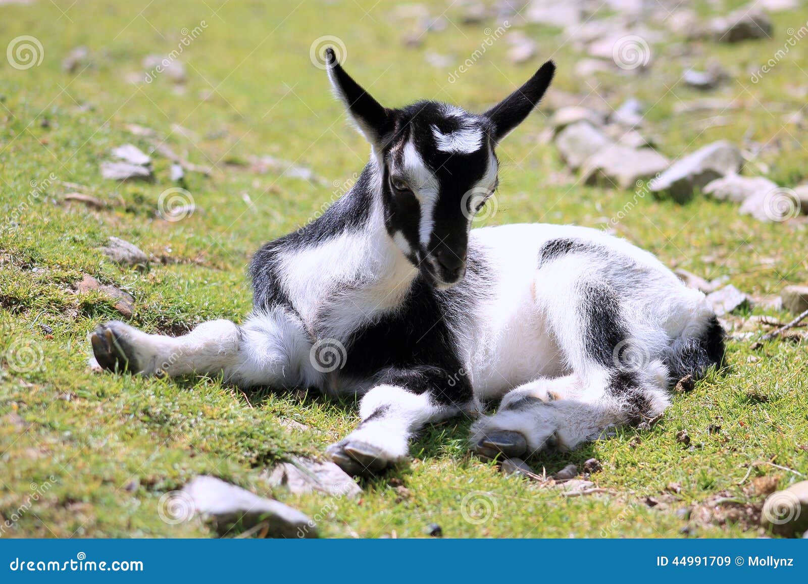 Kid Goat stock image. Image of baby, sitting, goat, hoof - 44991709