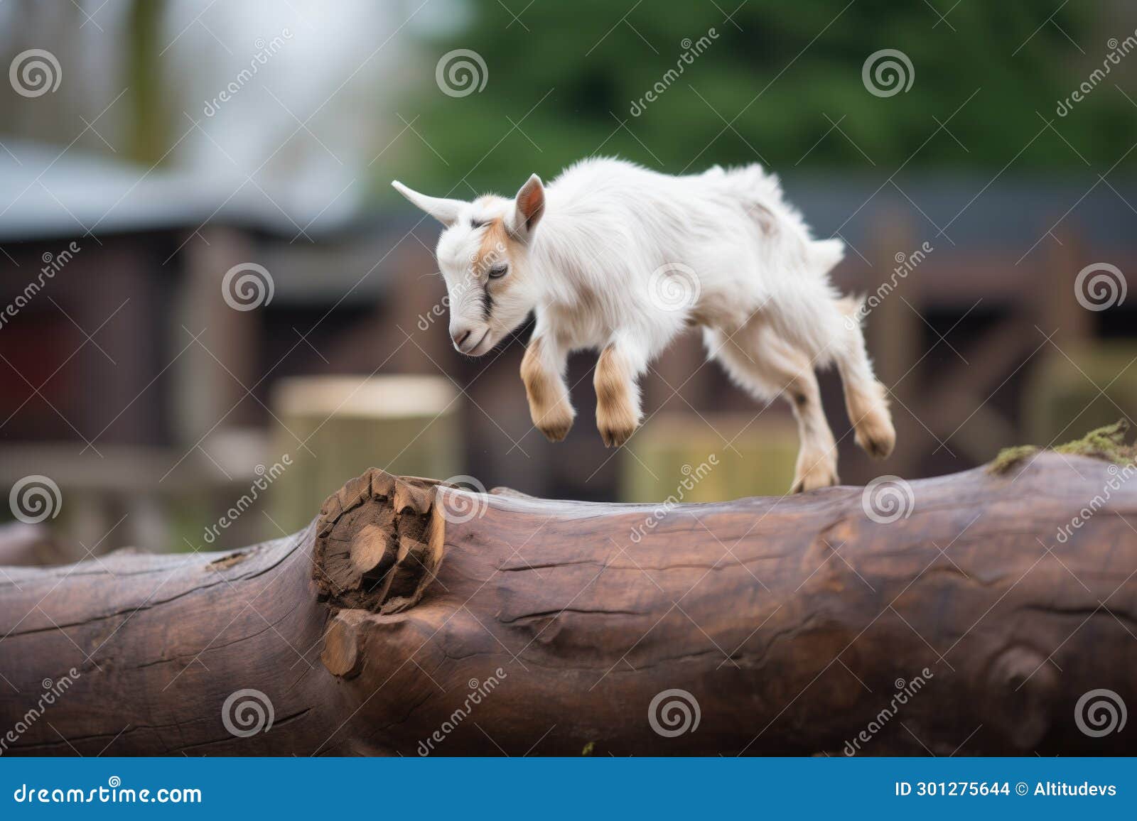 Kid Goat Making a High Jump Over Log Stock Illustration - Illustration ...