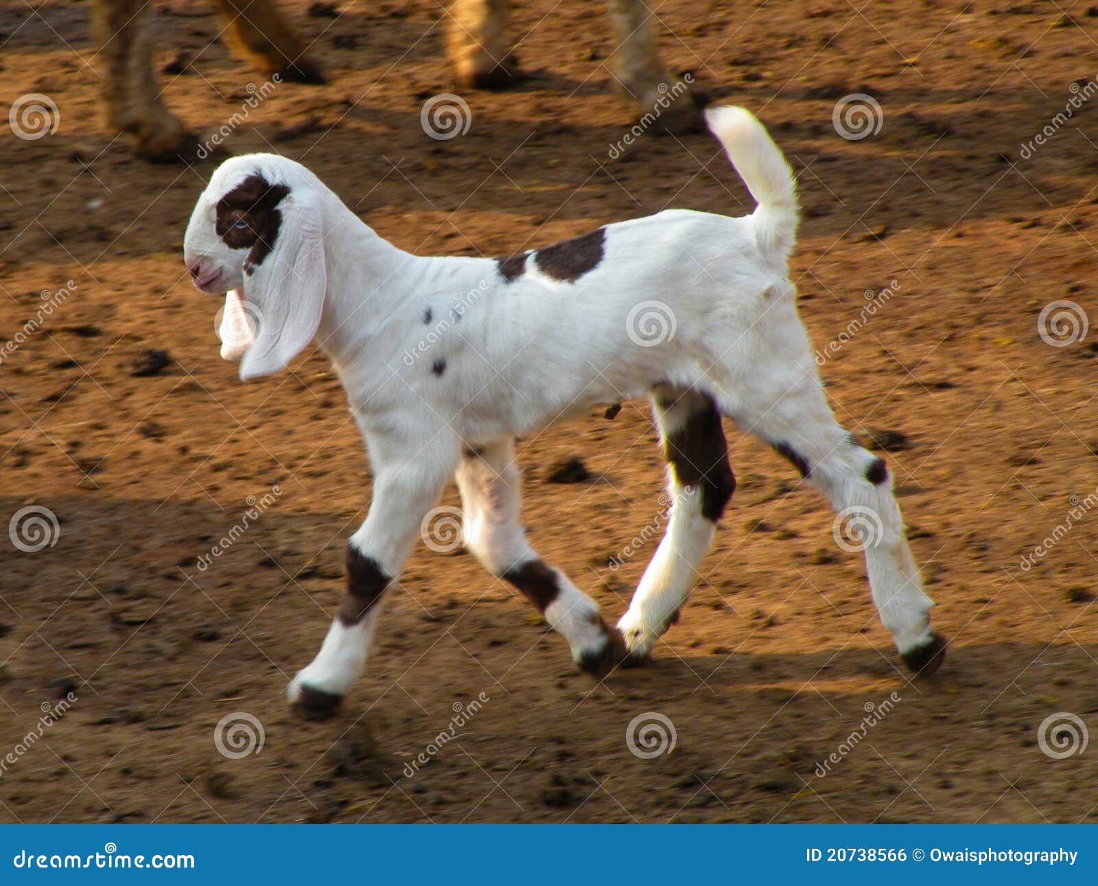 Kid goat playing stock photo. Image of life, fast, outdoor - 20738566