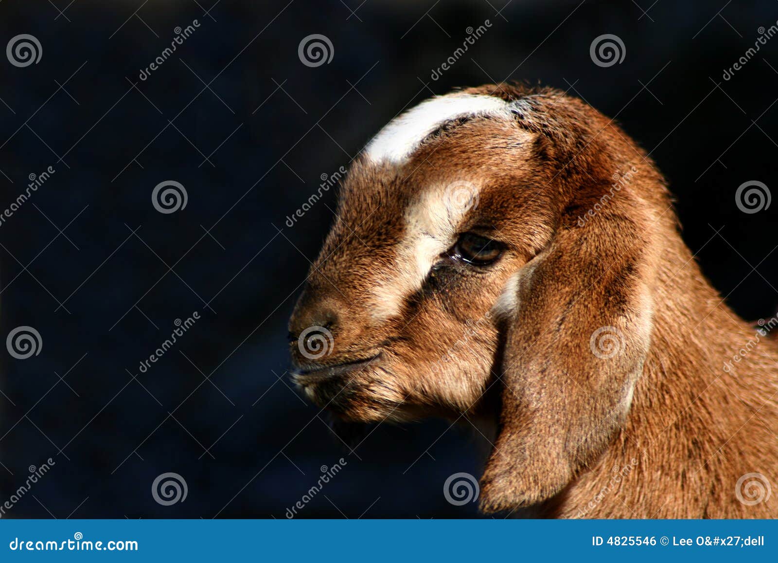 Kid Goat Profiles 3 stock photo. Image of baby, goat, ranch - 4825546