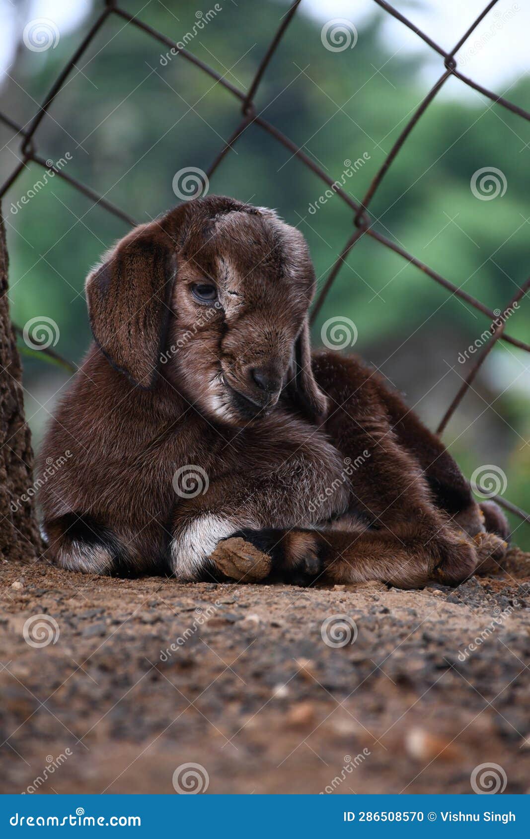Kid goat stock photo. Image of rodent, macaque, animal - 286508570