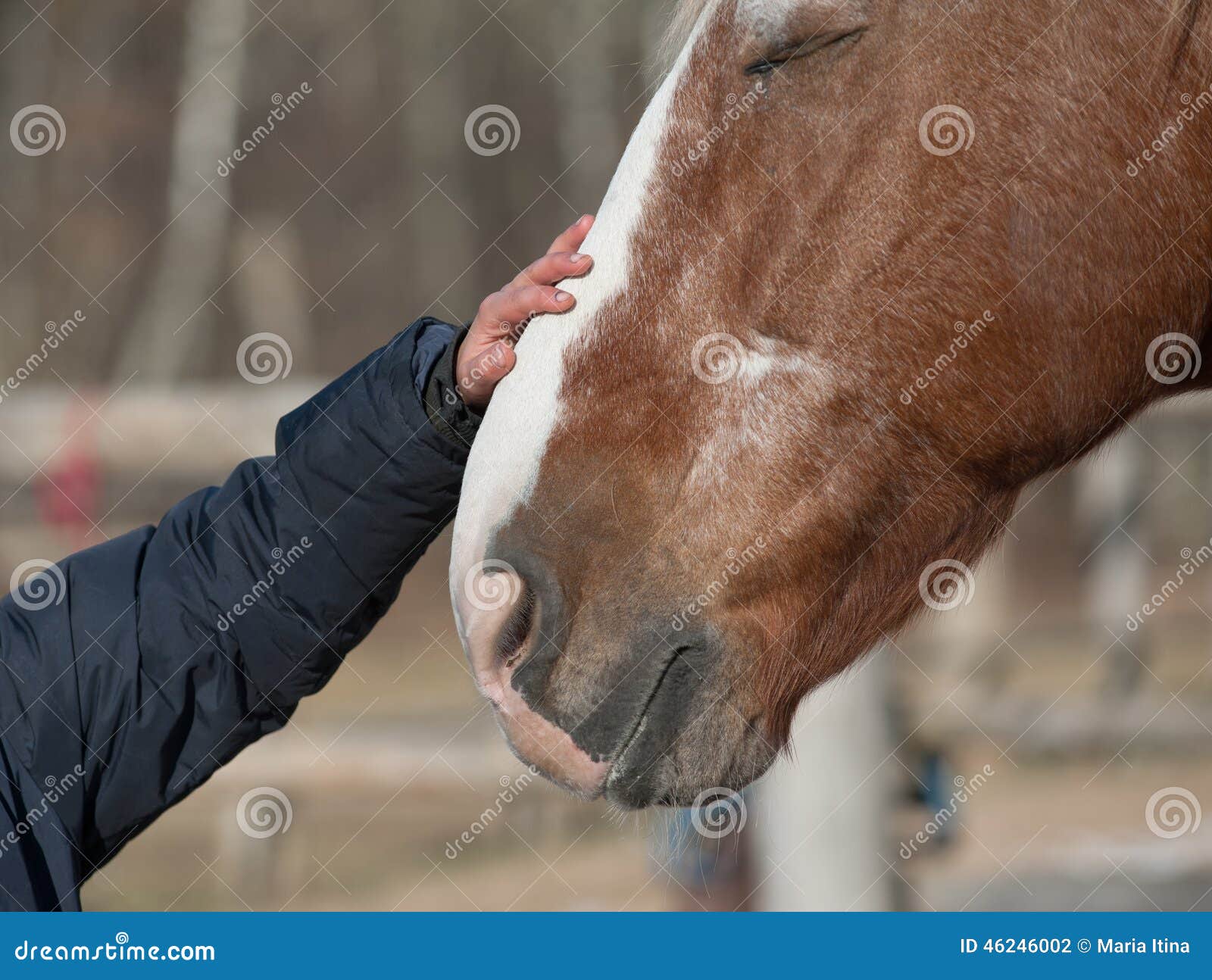Kid hand caressing horse stock photo. Image of friends - 46246002