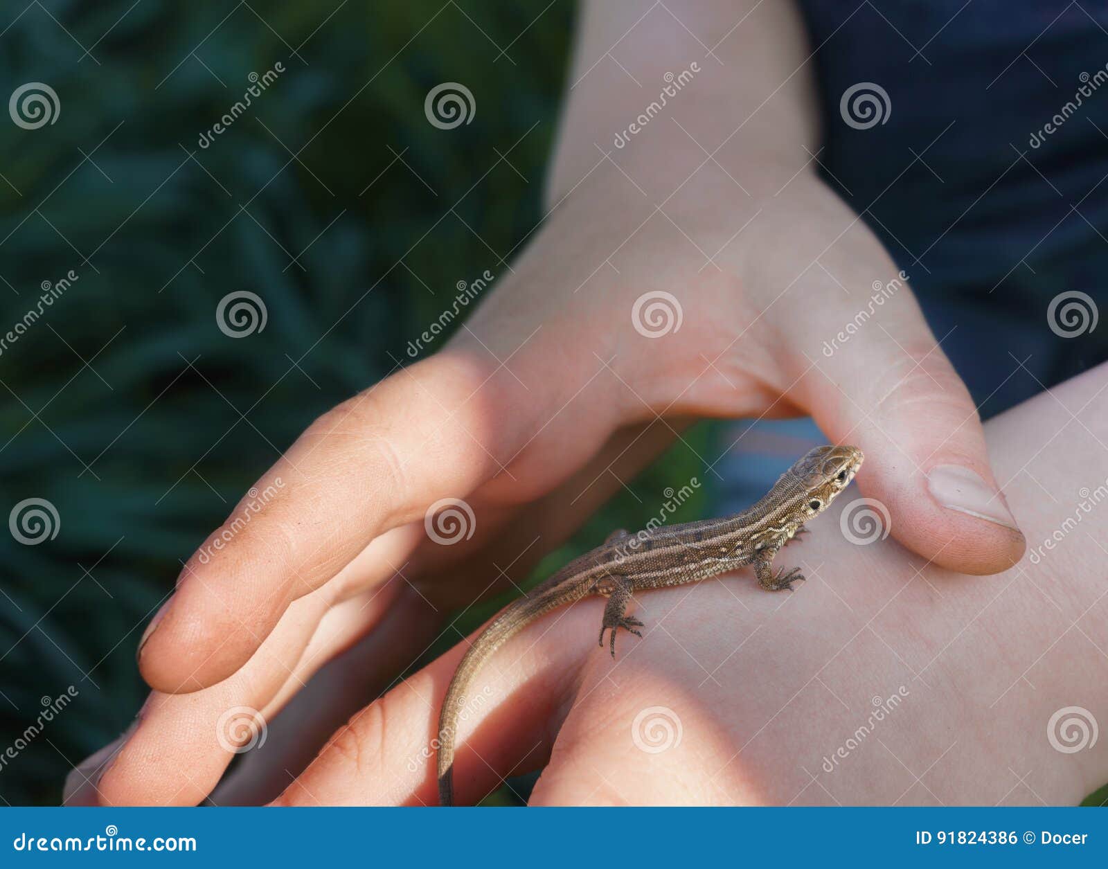 Kid Hand Holding a Brown Lizard Stock Photo - Image of child, biology ...
