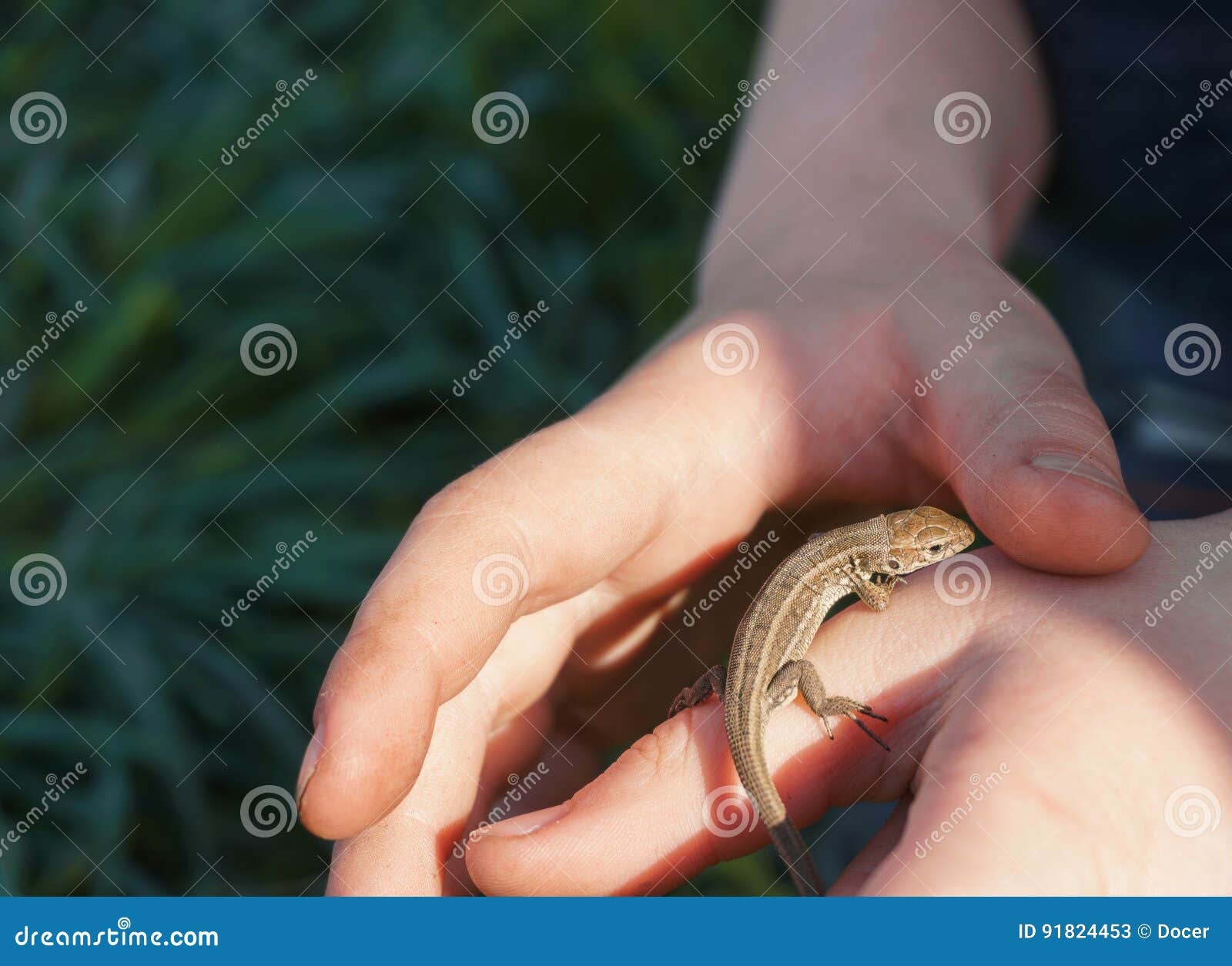 Kid Hand Holding a Brown Lizard Stock Image - Image of grass, outdoor ...