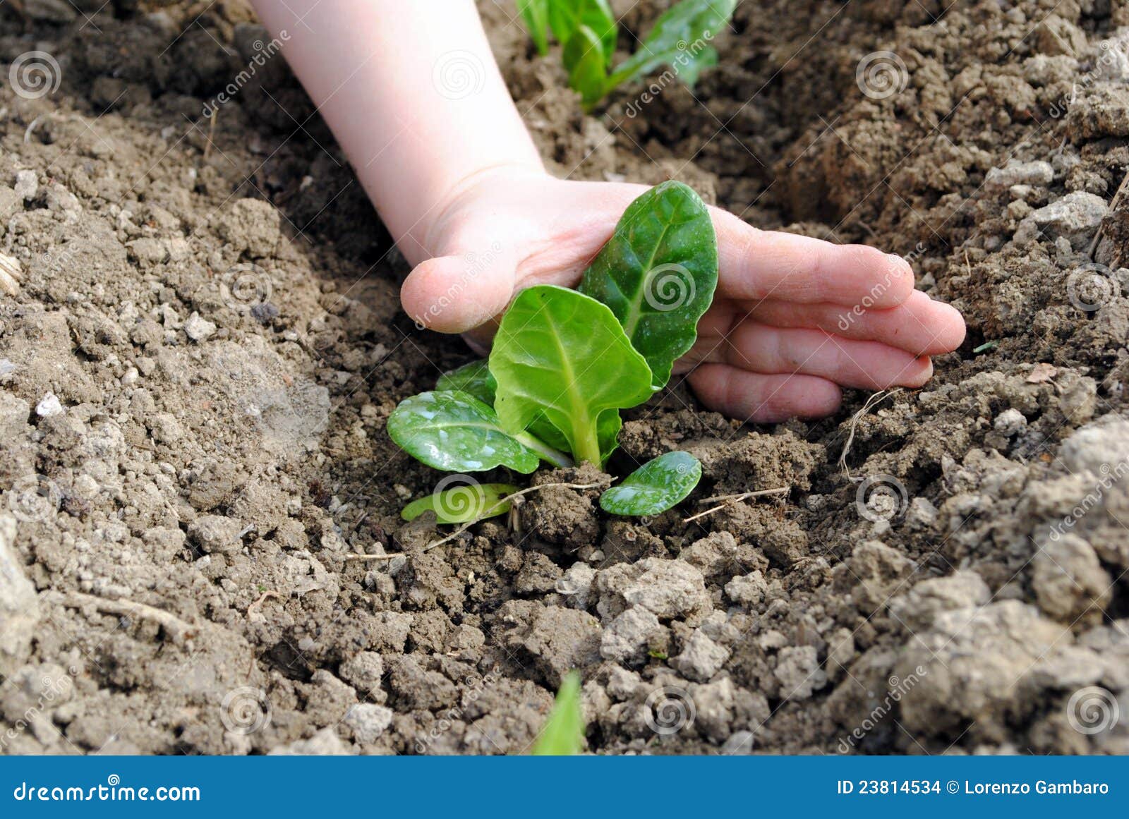 Kid hand with seedlings stock photo. Image of seedling - 23814534