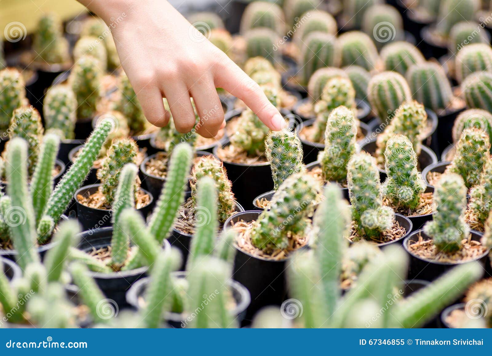 Kid hand touching cactus stock image. Image of cultivation - 67346855