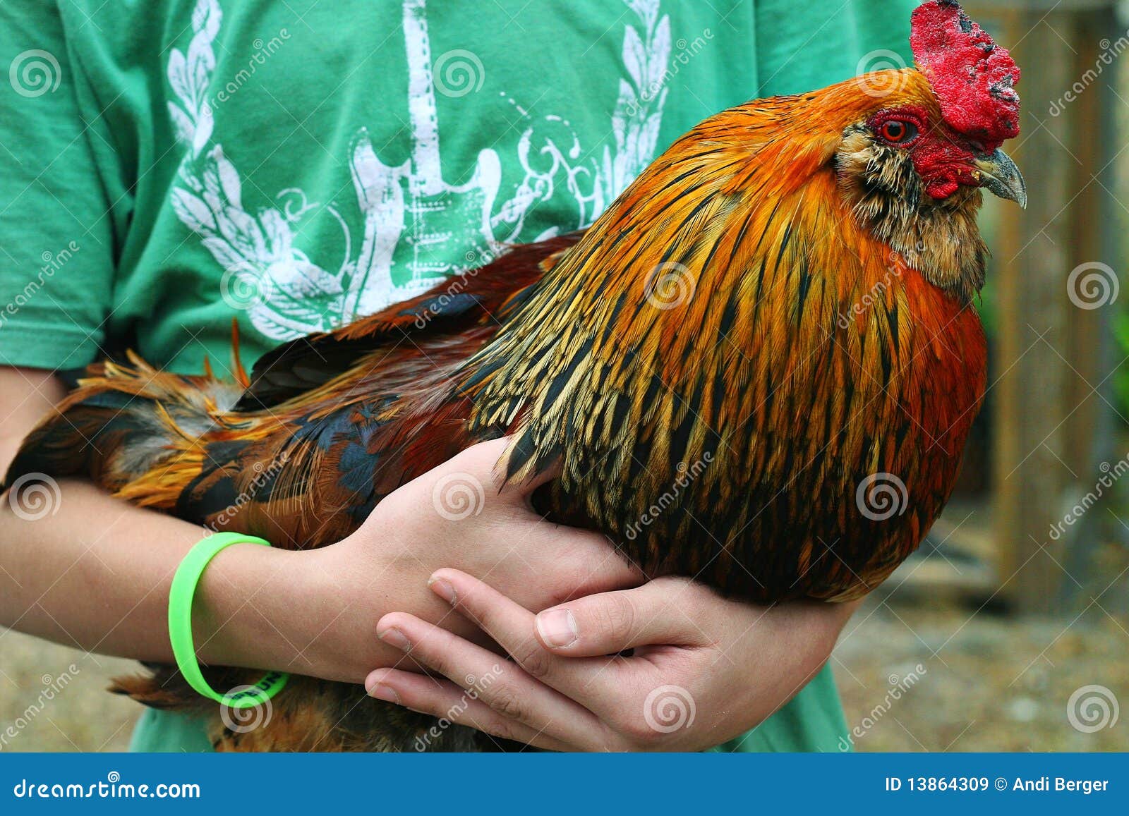 Kid Holding Beautiful Rooster Upclose Stock Image - Image of farming ...