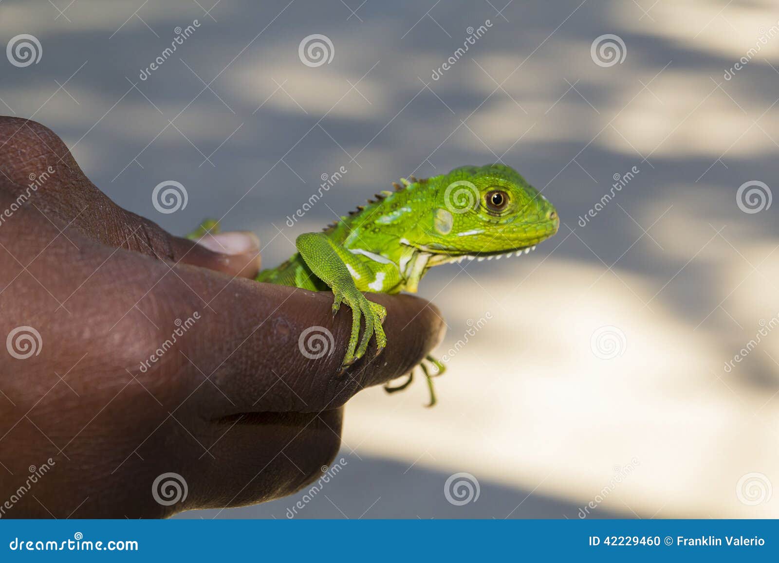 Kid Holding Lizard stock photo. Image of holding, honduras - 42229460