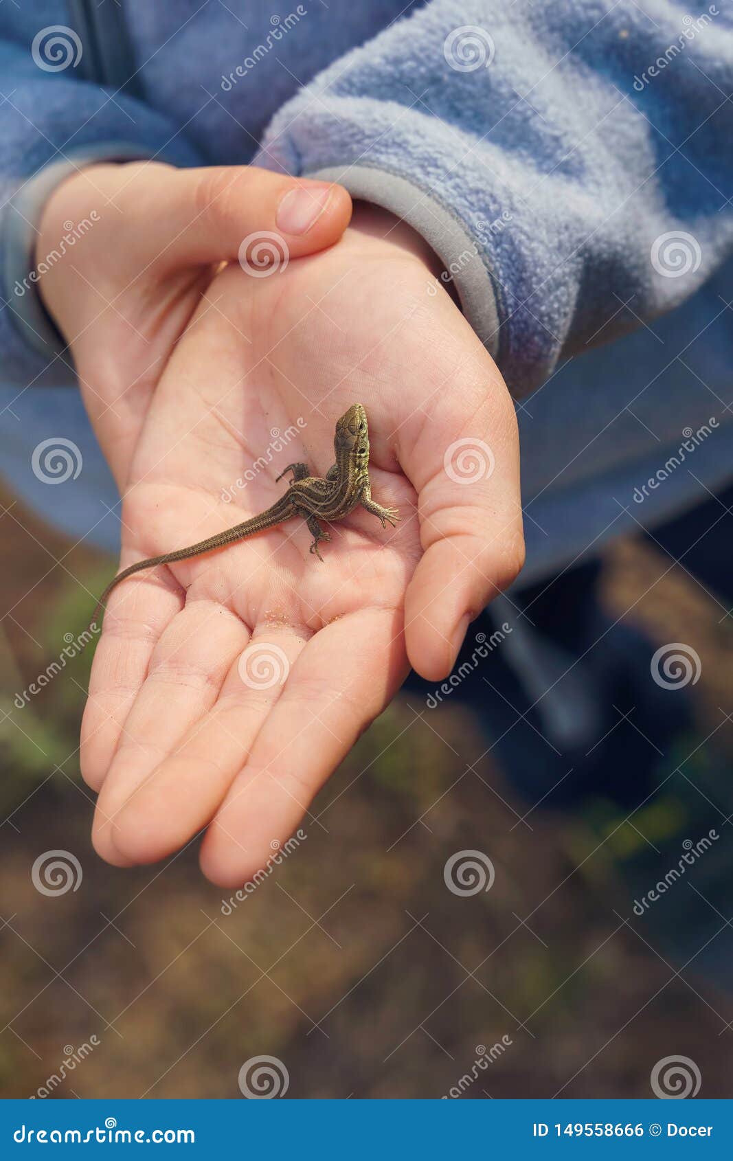 Kid Holding a Small Brown Lizard Stock Photo - Image of lizard ...