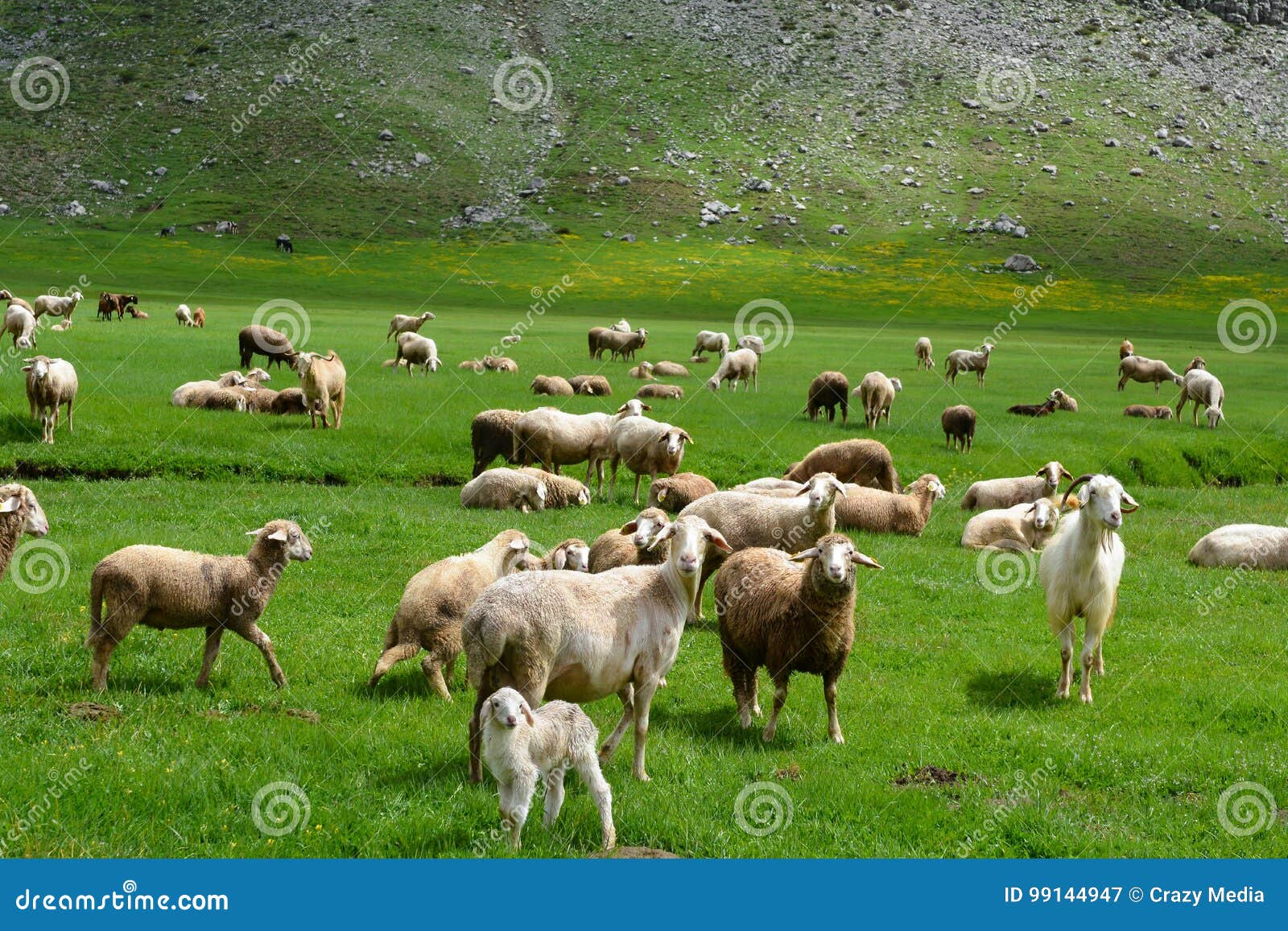 Kid, lamb and sheep stock image. Image of greens, concept - 99144947