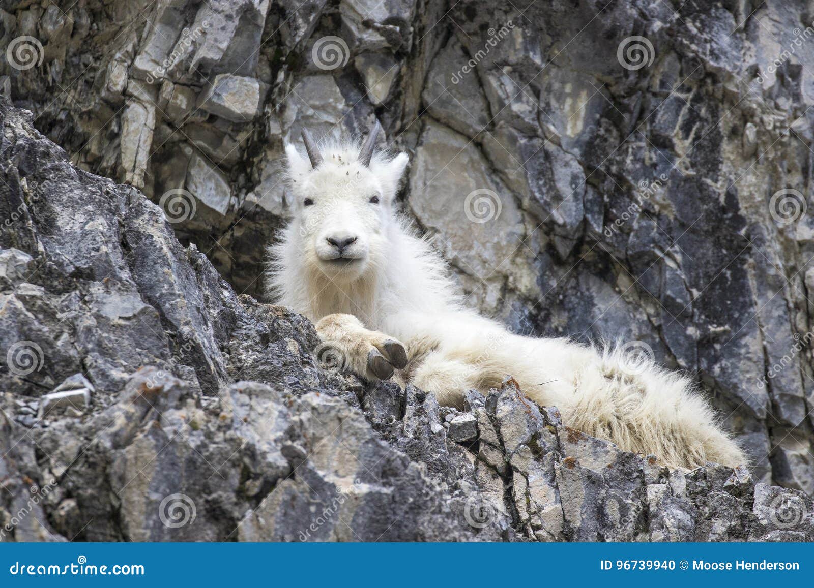 Kid Mountain Goat on Rocky Ledge Stock Photo - Image of ledge, youth ...