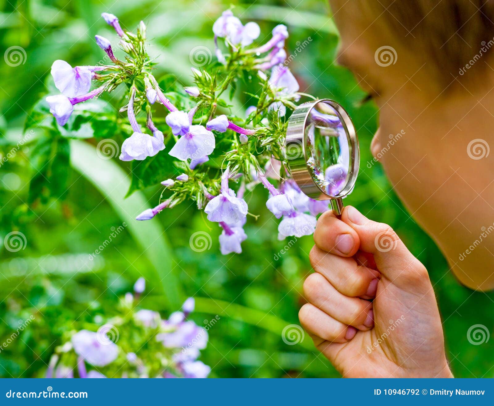 Kid observing flower stock photo. Image of mauve, education - 10946792
