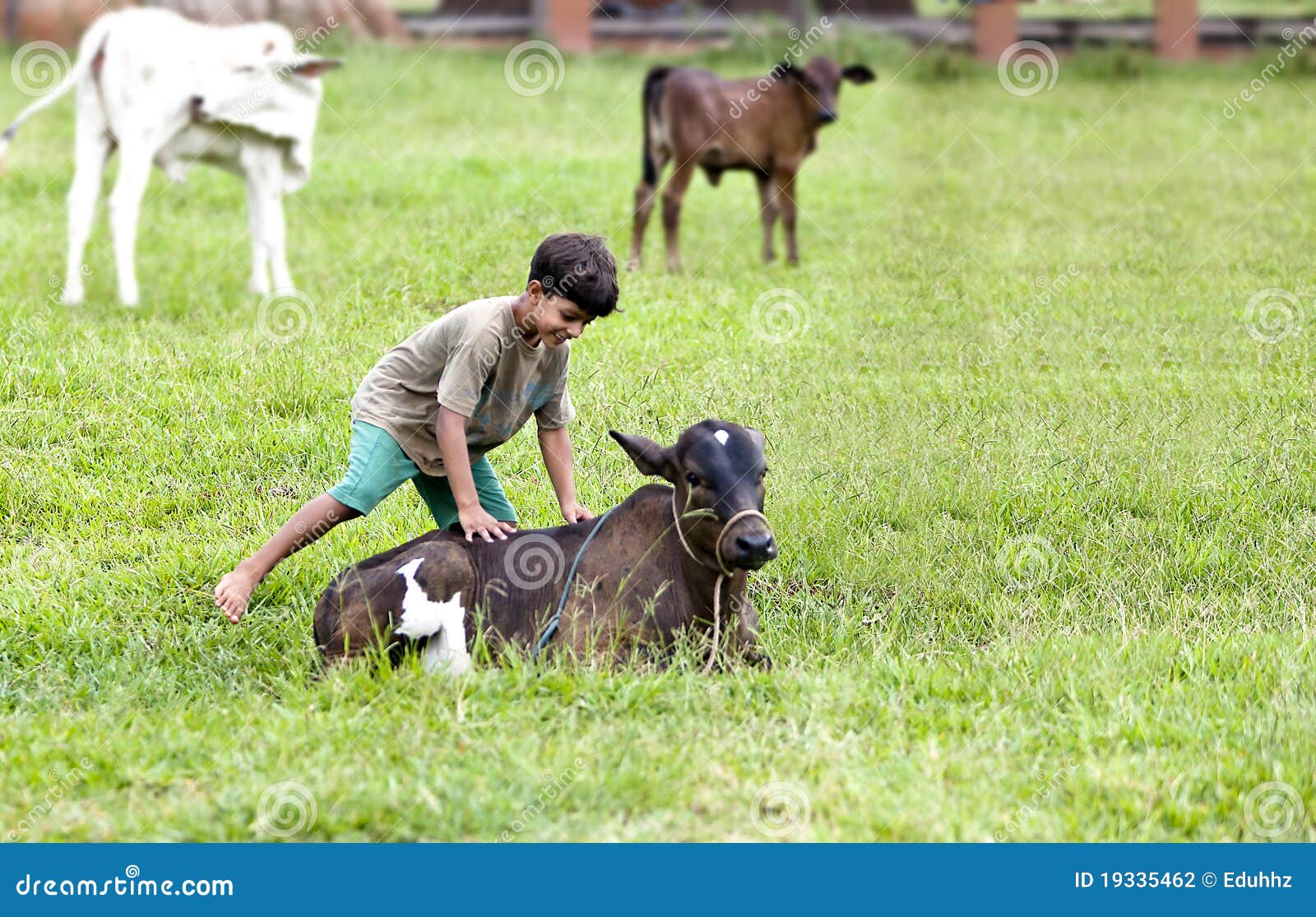 Kid playing with calf stock photo. Image of happy, playing - 19335462