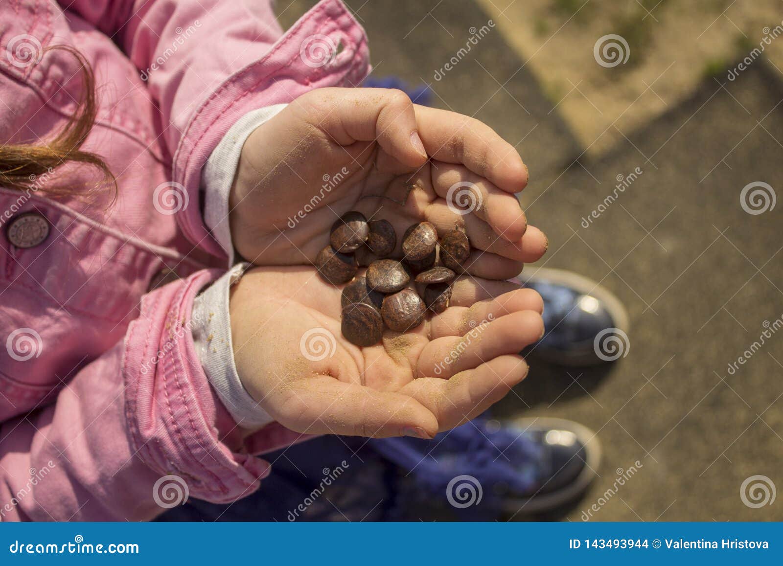 Kid`s Hands Holding Seeds of a Tree. Stock Photo - Image of colorful ...