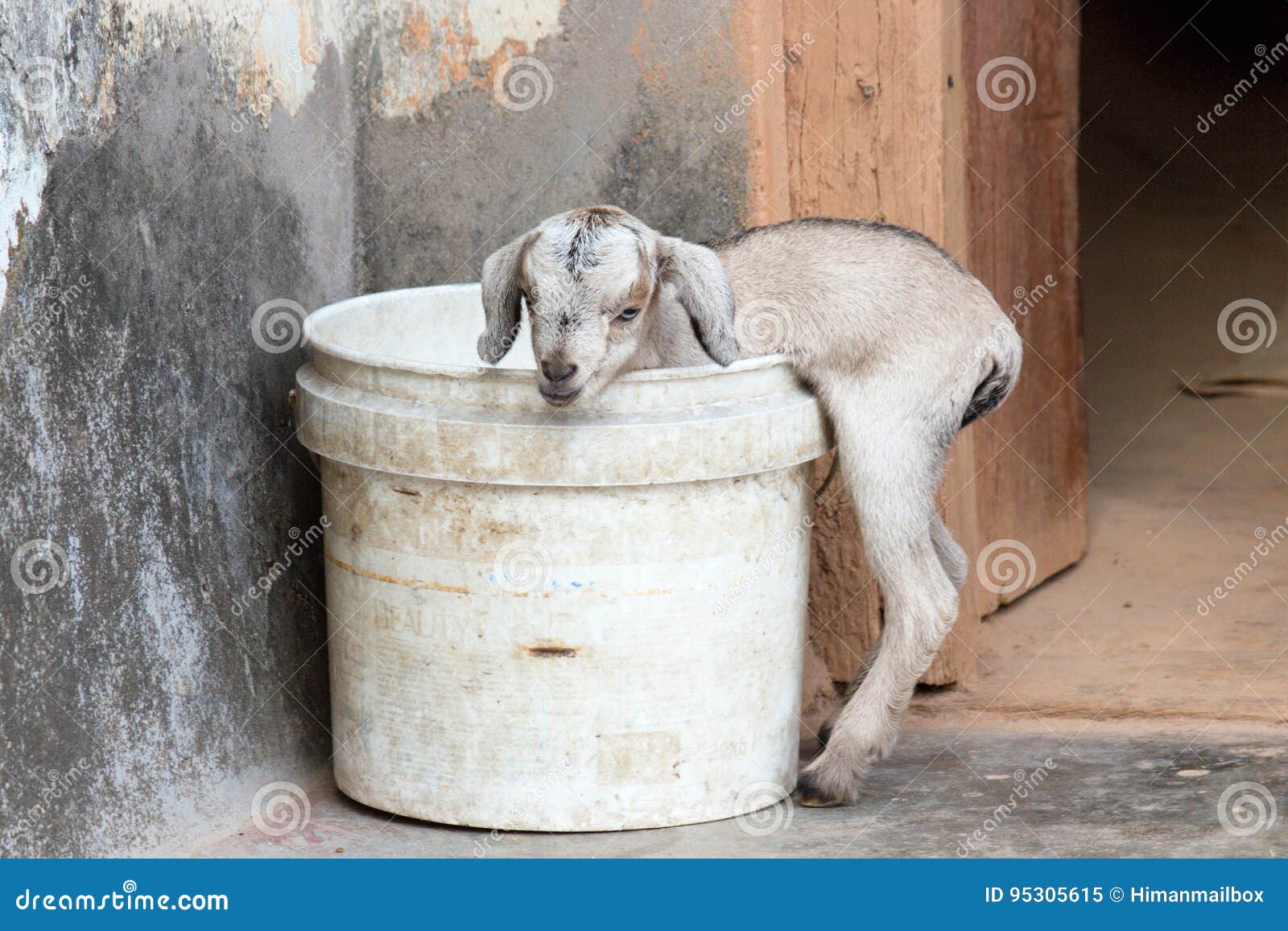 Kid stuck in bucket stock image. Image of bucket, mammal - 95305615