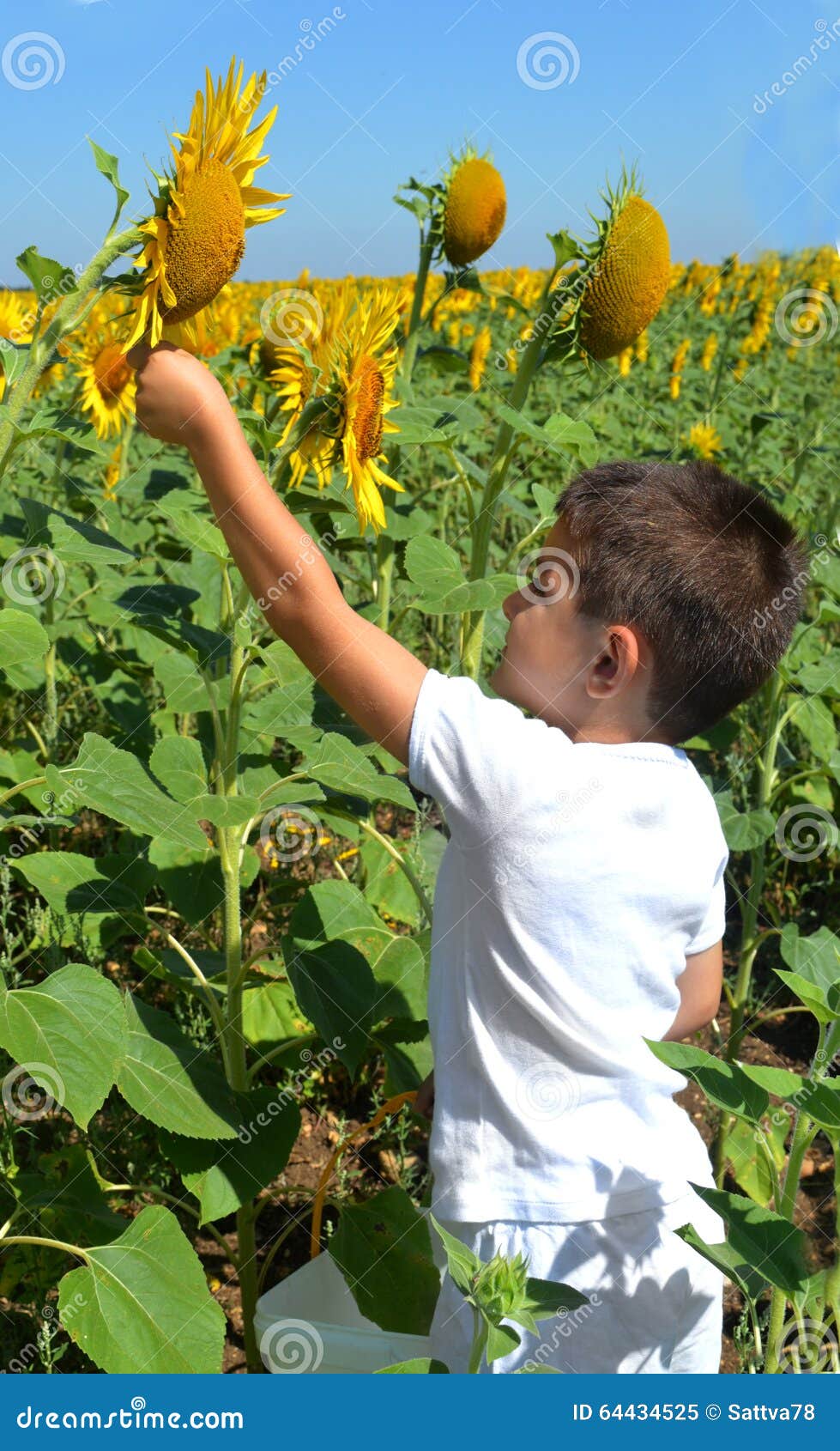 Kid and sunflowers stock image. Image of gather, field - 64434525