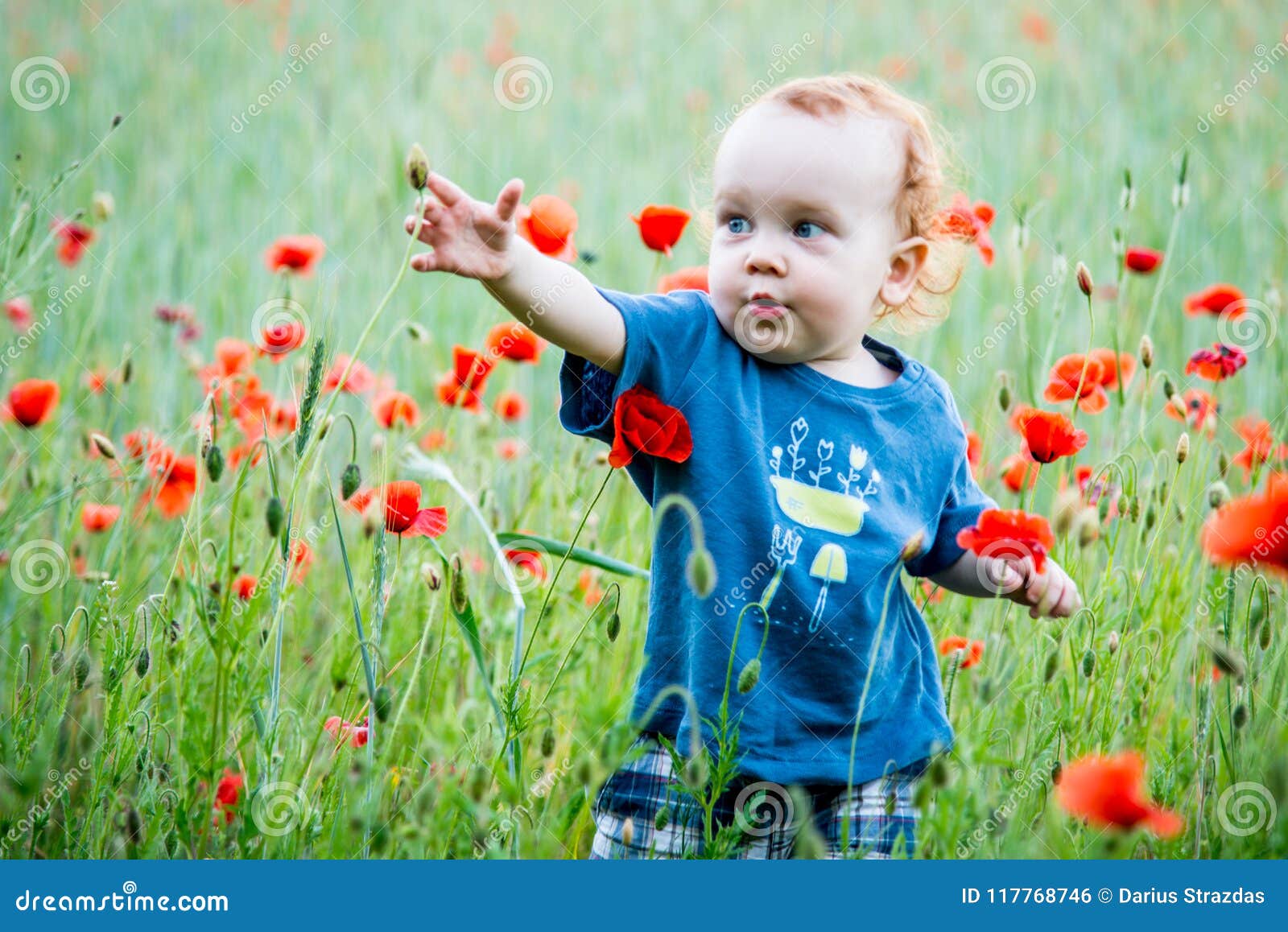 Kid Toddler in a Field of Poppies Stock Photo - Image of people ...