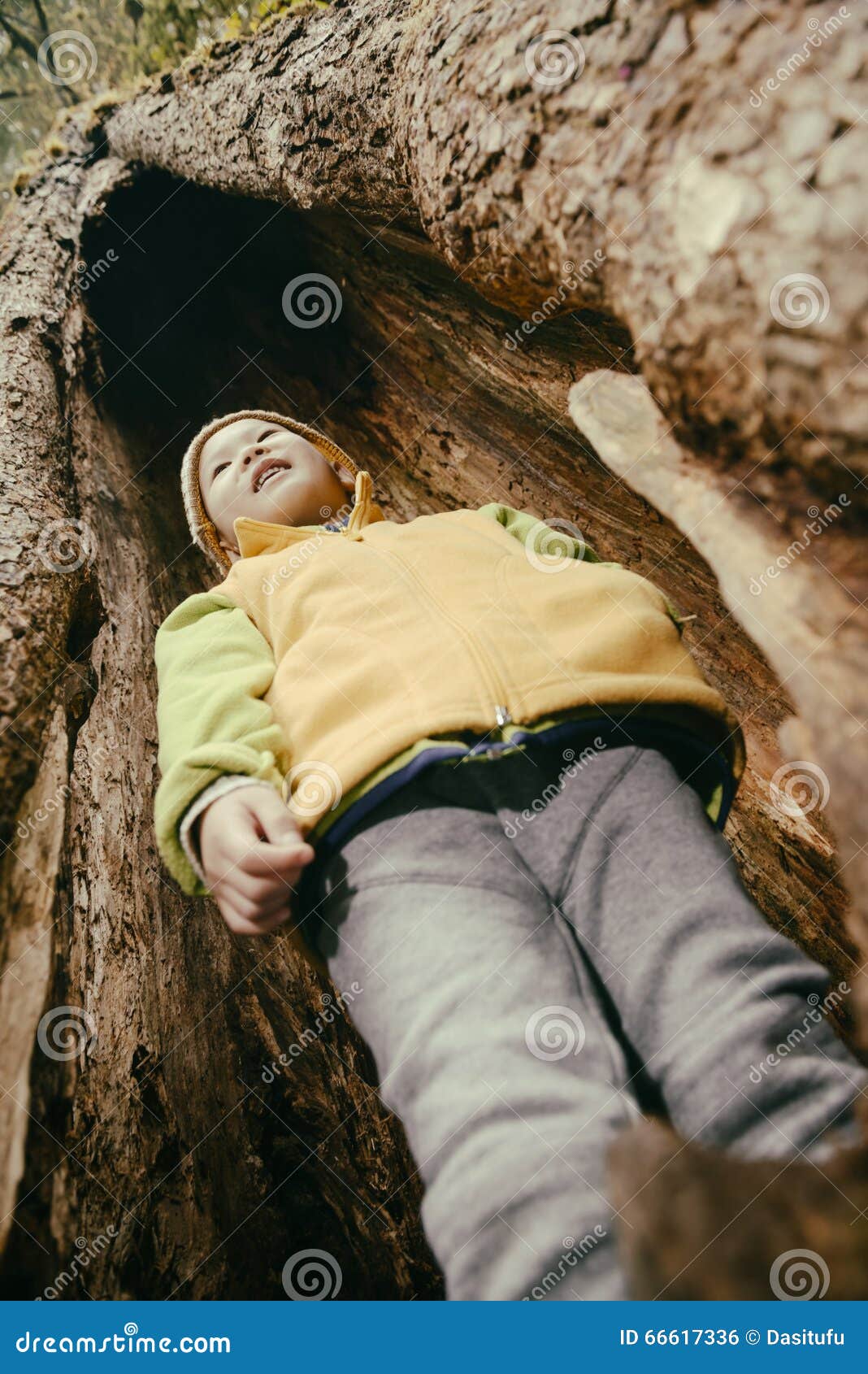 Kid in tree hole stock photo. Image of child, funny, standing - 66617336