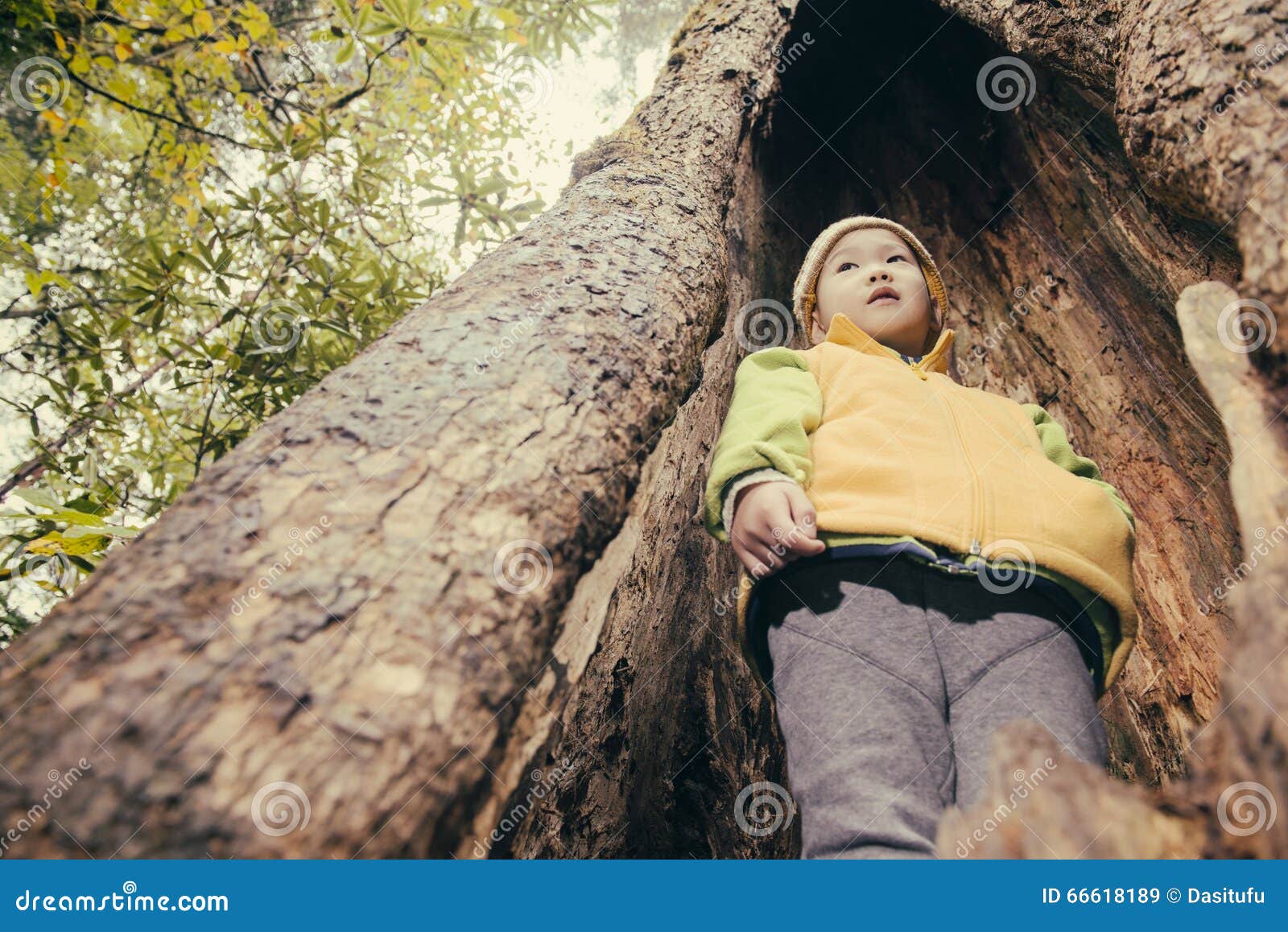 Kid in tree hole stock image. Image of asian, child, tree - 66618189
