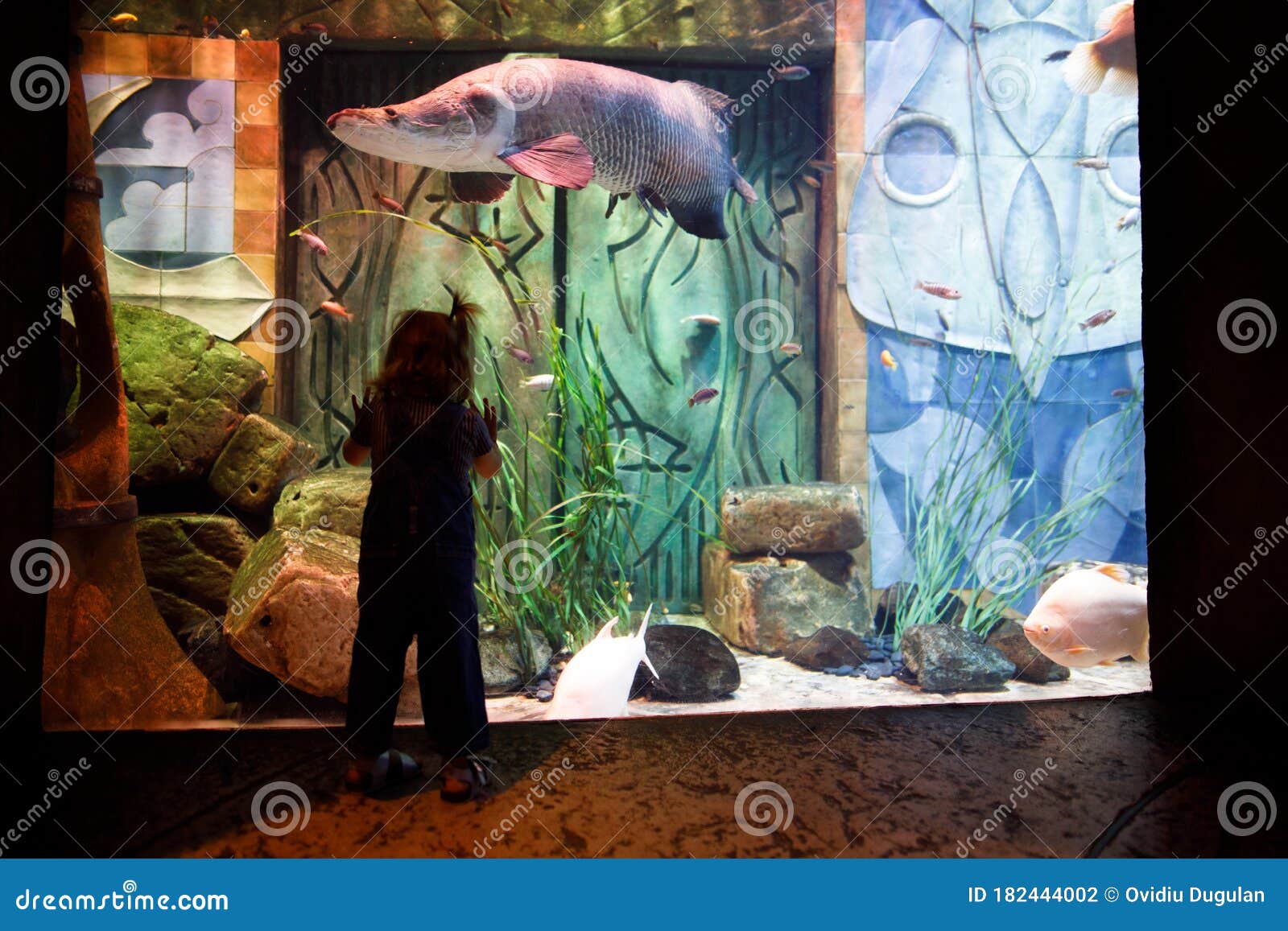 Kid Watching Fish Swimming in Oceanarium, Aquarium Stock Photo - Image ...