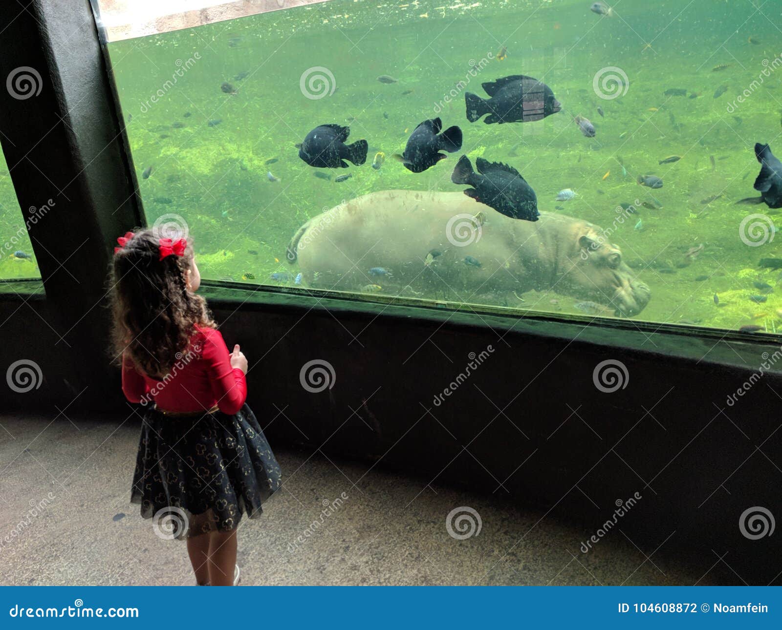 Duo Hippo Editorial Photo | CartoonDealer.com #20150337