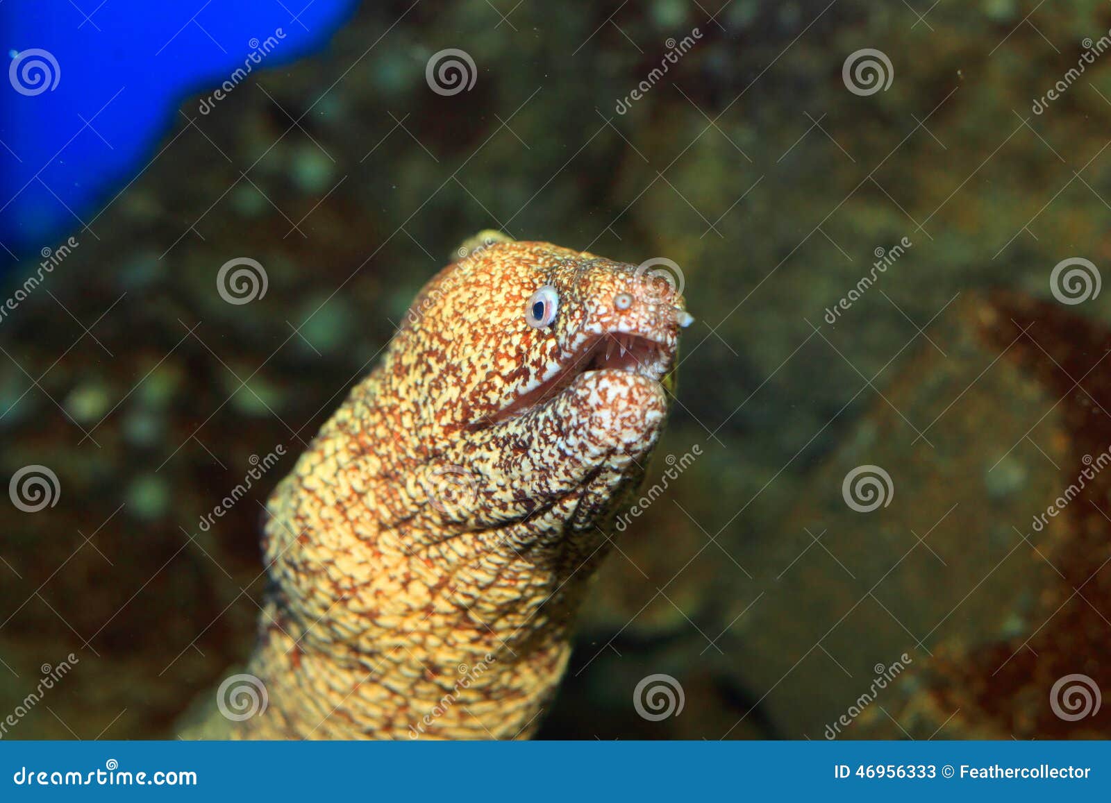 Kidako moray stock image. Image of japan, nature, coral - 46956333