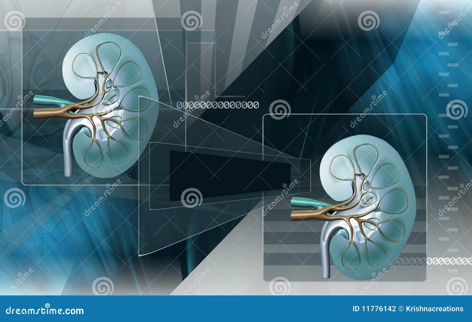 Kidney stock illustration. Illustration of backdrops - 11776142
