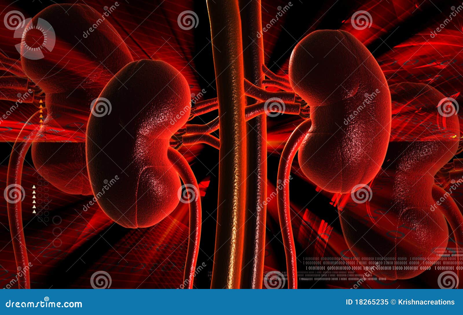 Kidney stock illustration. Illustration of digital, colour - 18265235
