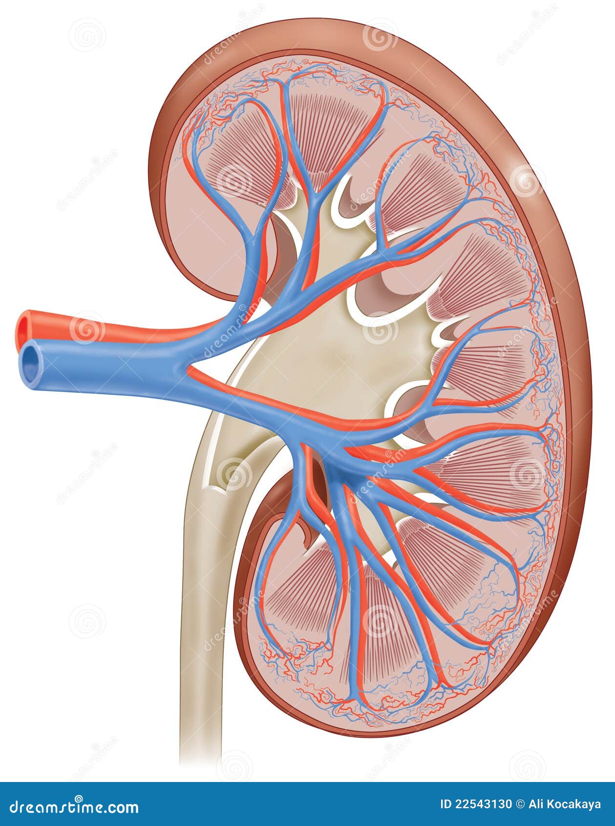 Human Kidney Internal Structure Cross-section Realistic Illustration ...