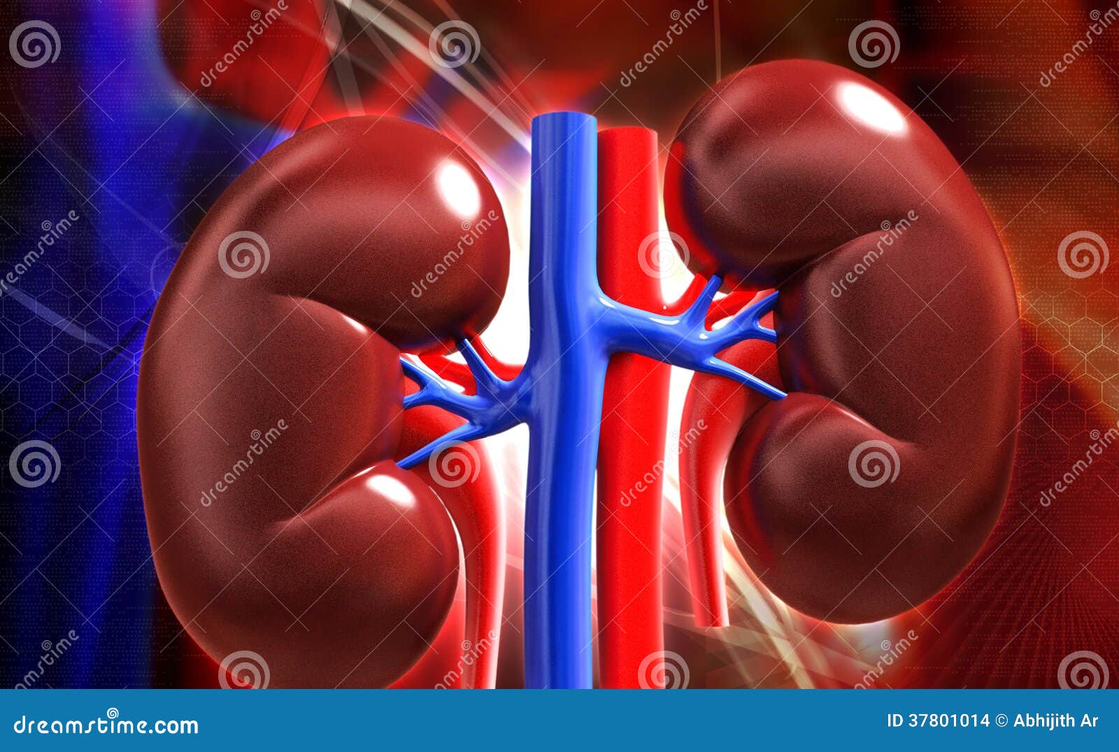 Kidney stock illustration. Illustration of backdrops - 37801014