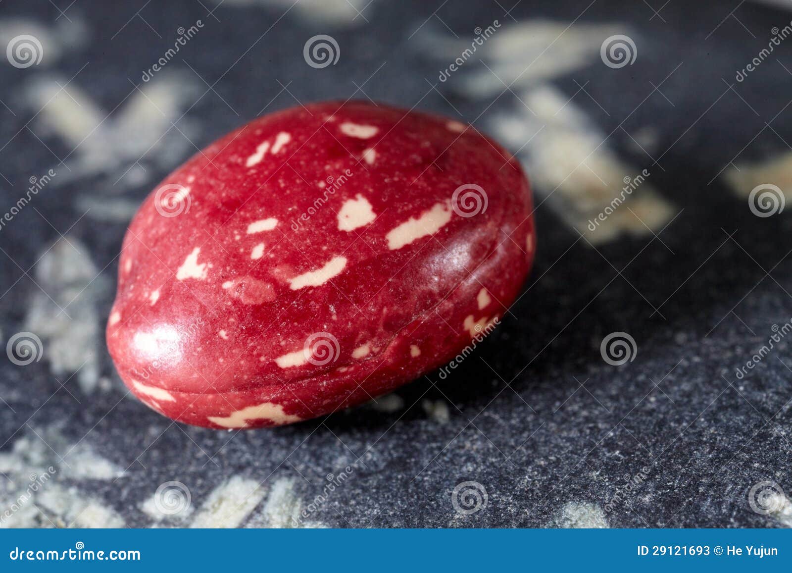Kidney Been On That Tree Royalty-Free Stock Photography | CartoonDealer ...