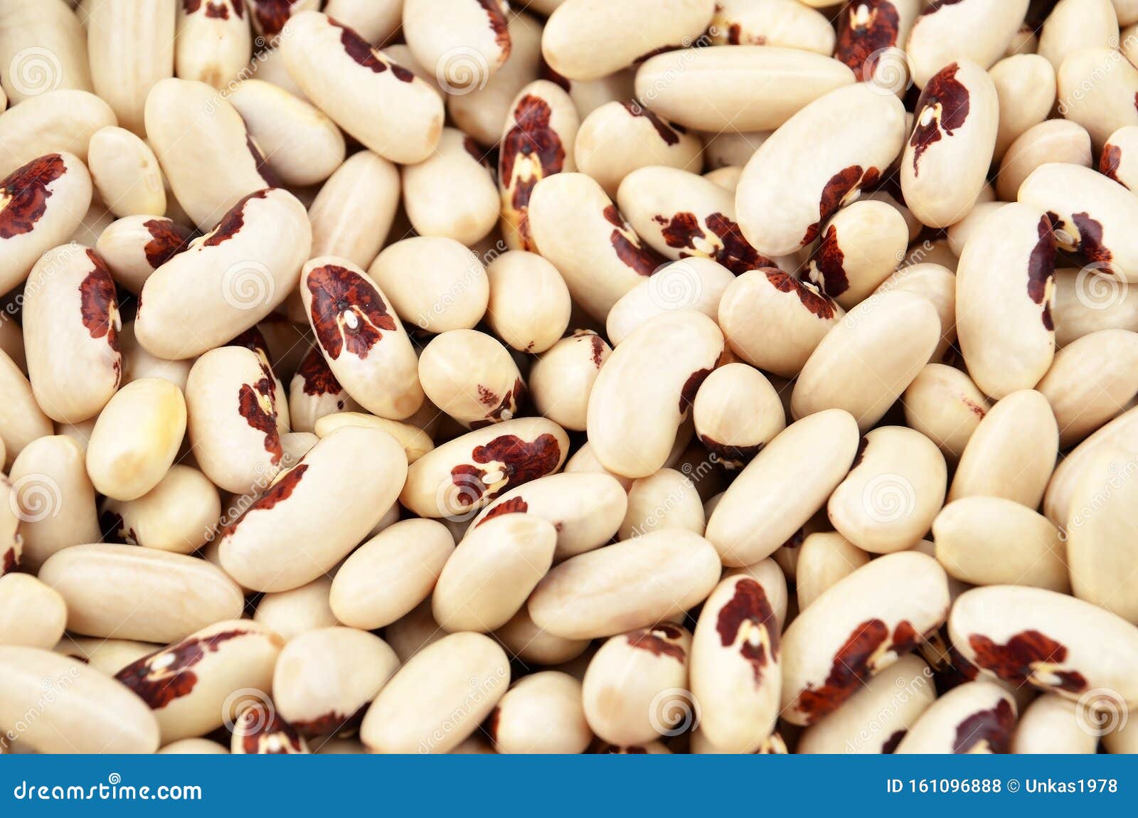 Kidney bean close up stock photo. Image of background - 161096888