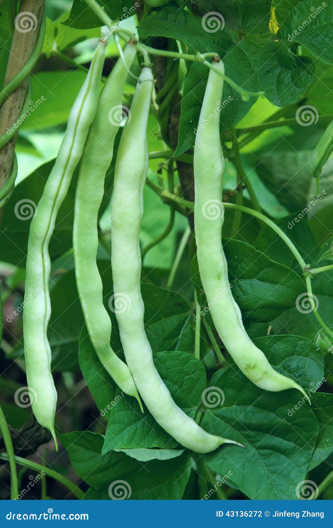Kidney bean stock photo. Image of greenstuff, eating - 43136272