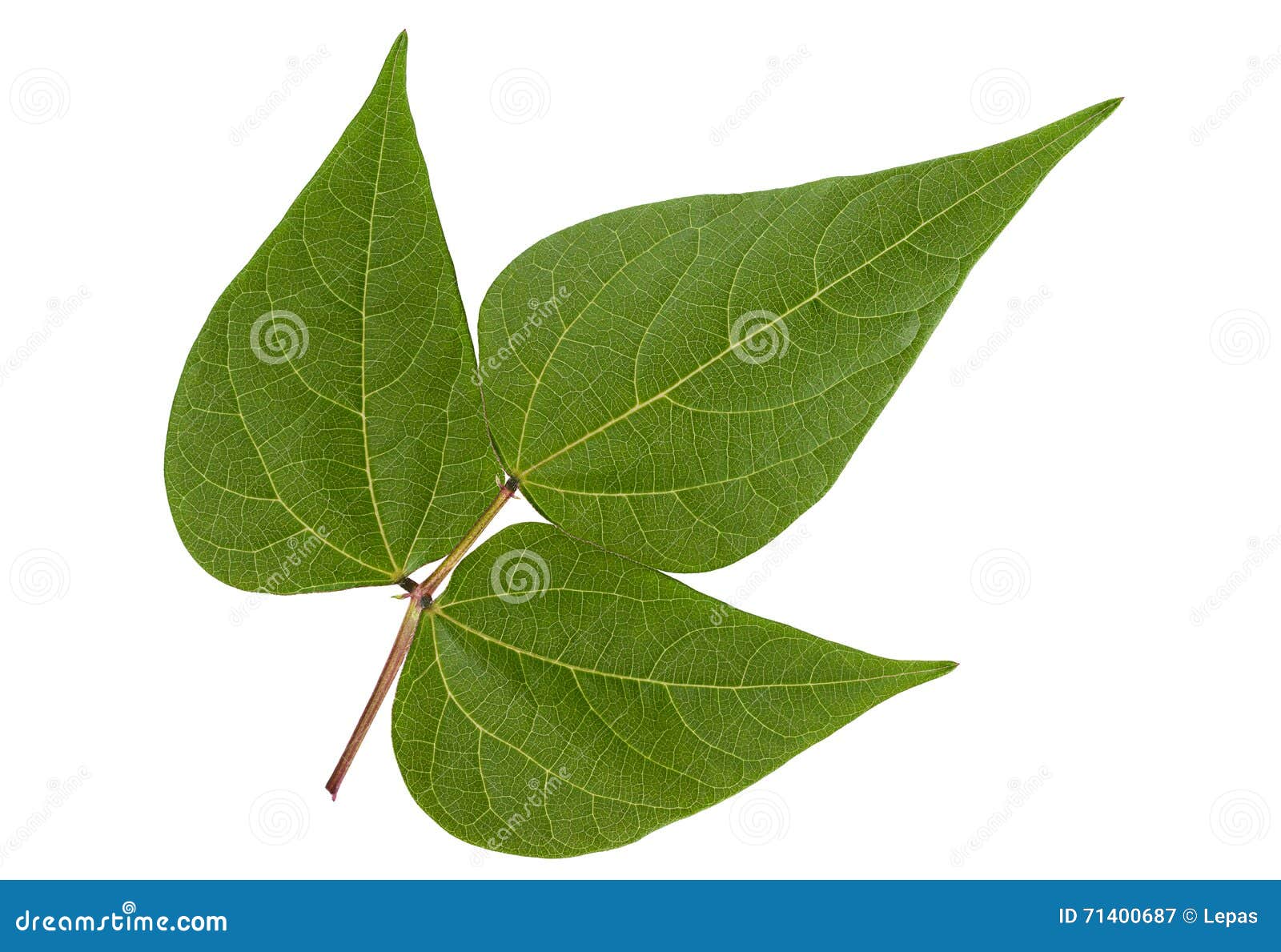 Kidney Bean Leaf Isolated on White Stock Image - Image of isolated ...