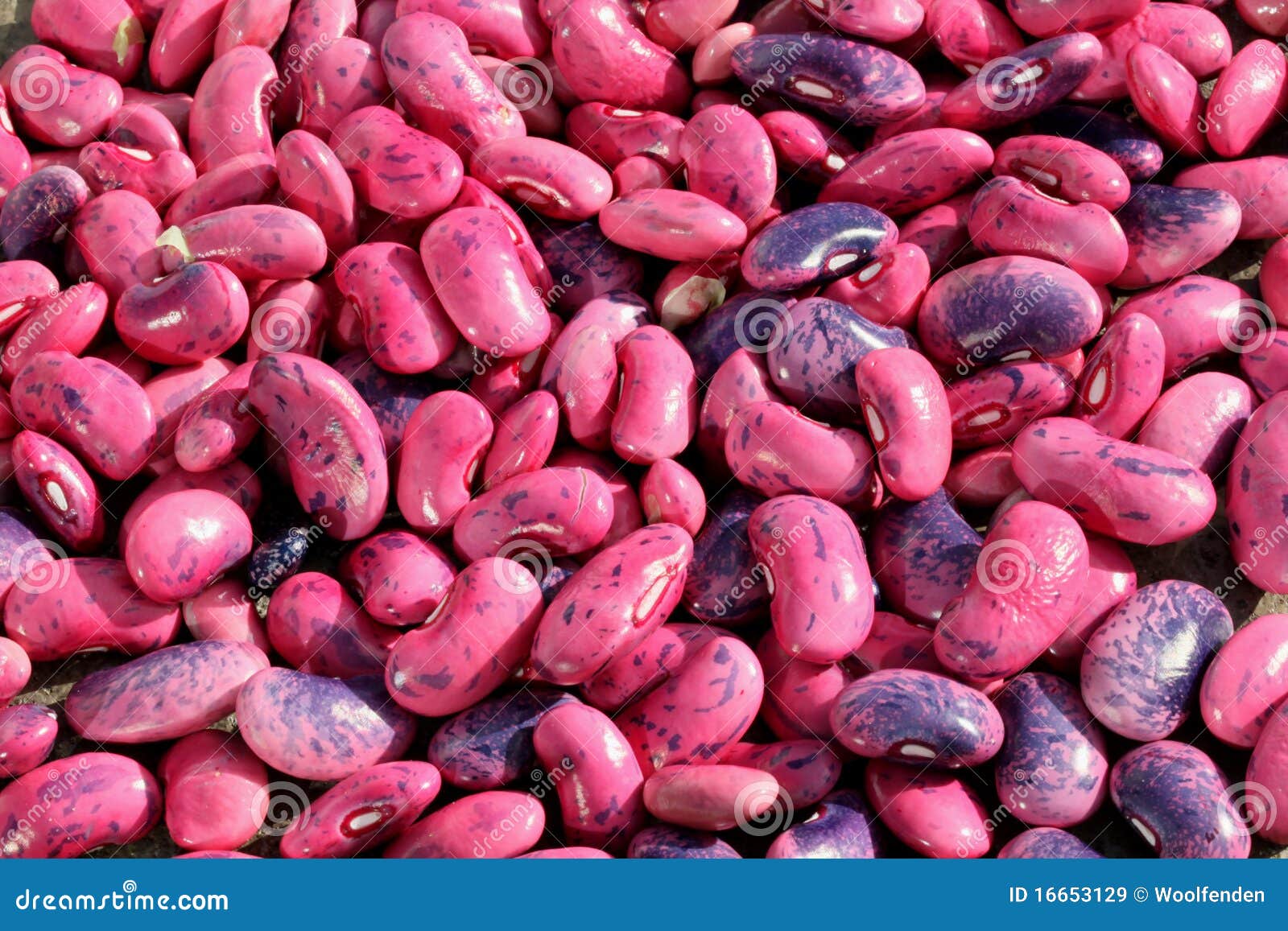 Kidney bean seeds stock image. Image of garden, pulses - 16653129