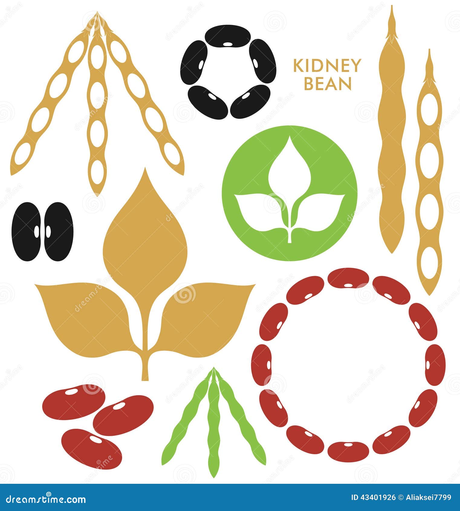 Kidney Bean Plant Growth Phases Cartoon Vector | CartoonDealer.com ...