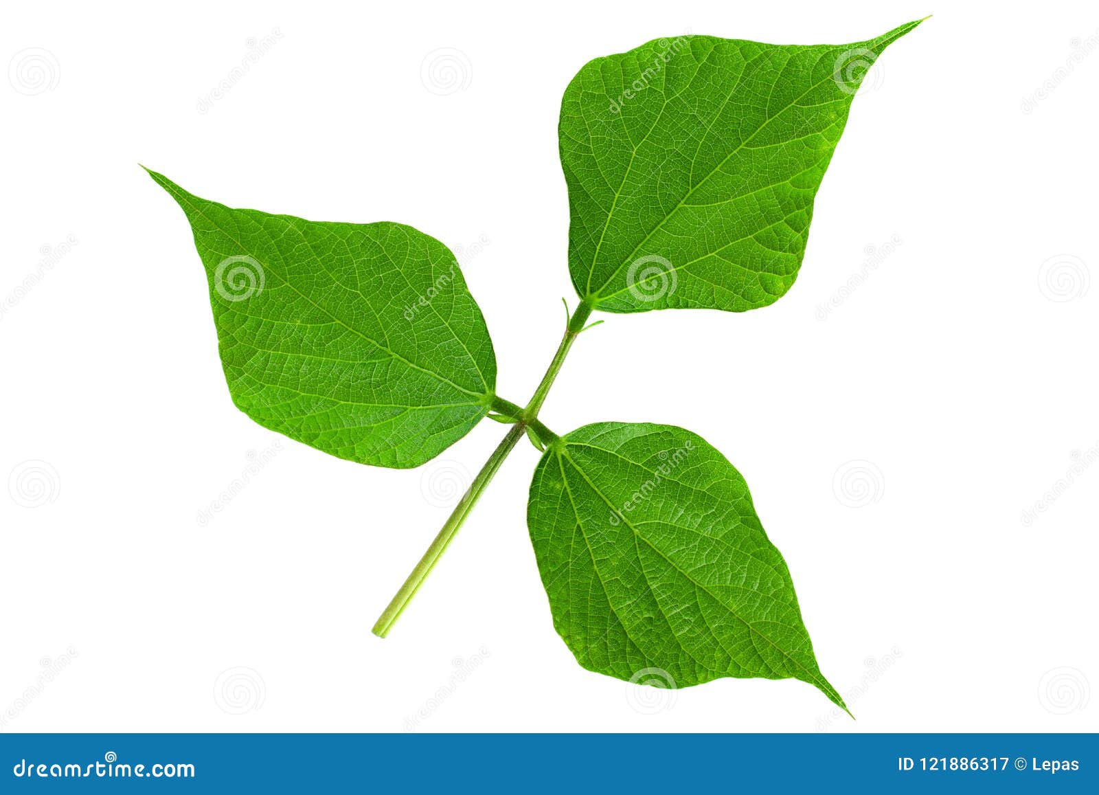 Kidney beans leaf stock image. Image of kidney, closeup - 121886317