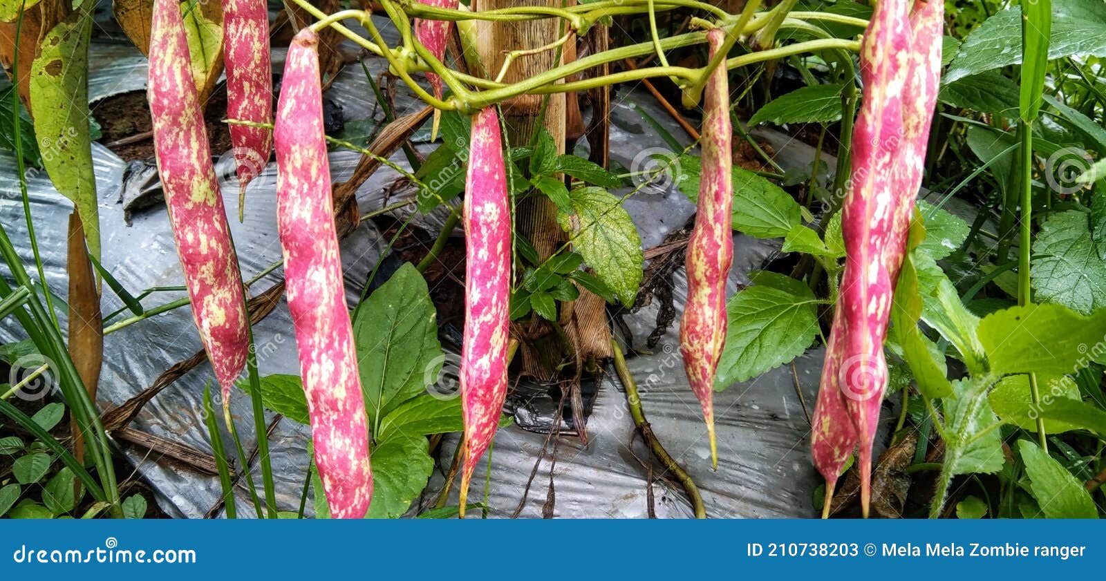 Kidney Been On That Tree Royalty-Free Stock Photography | CartoonDealer ...