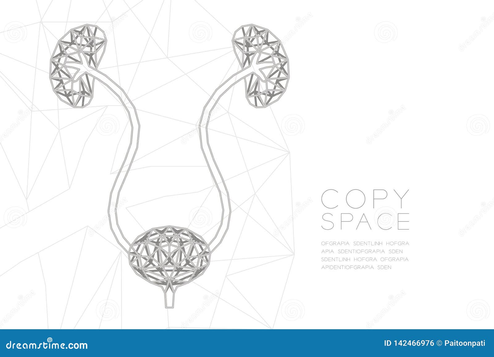 Kidney and Bladder Shape Wireframe Polygon Silver Frame Structure ...