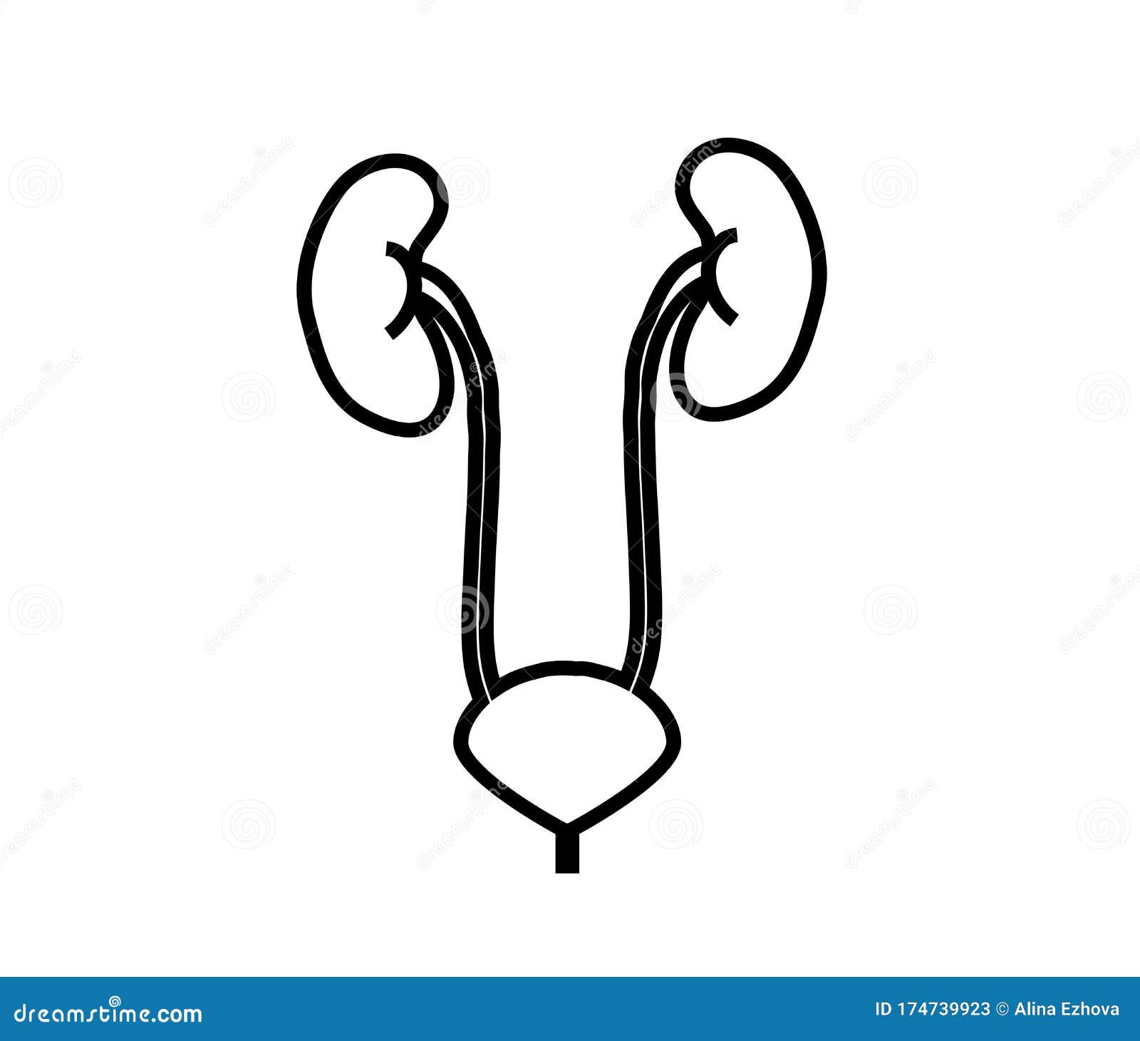 Kidney and Bladder on a White Background. Symbol Stock Vector ...