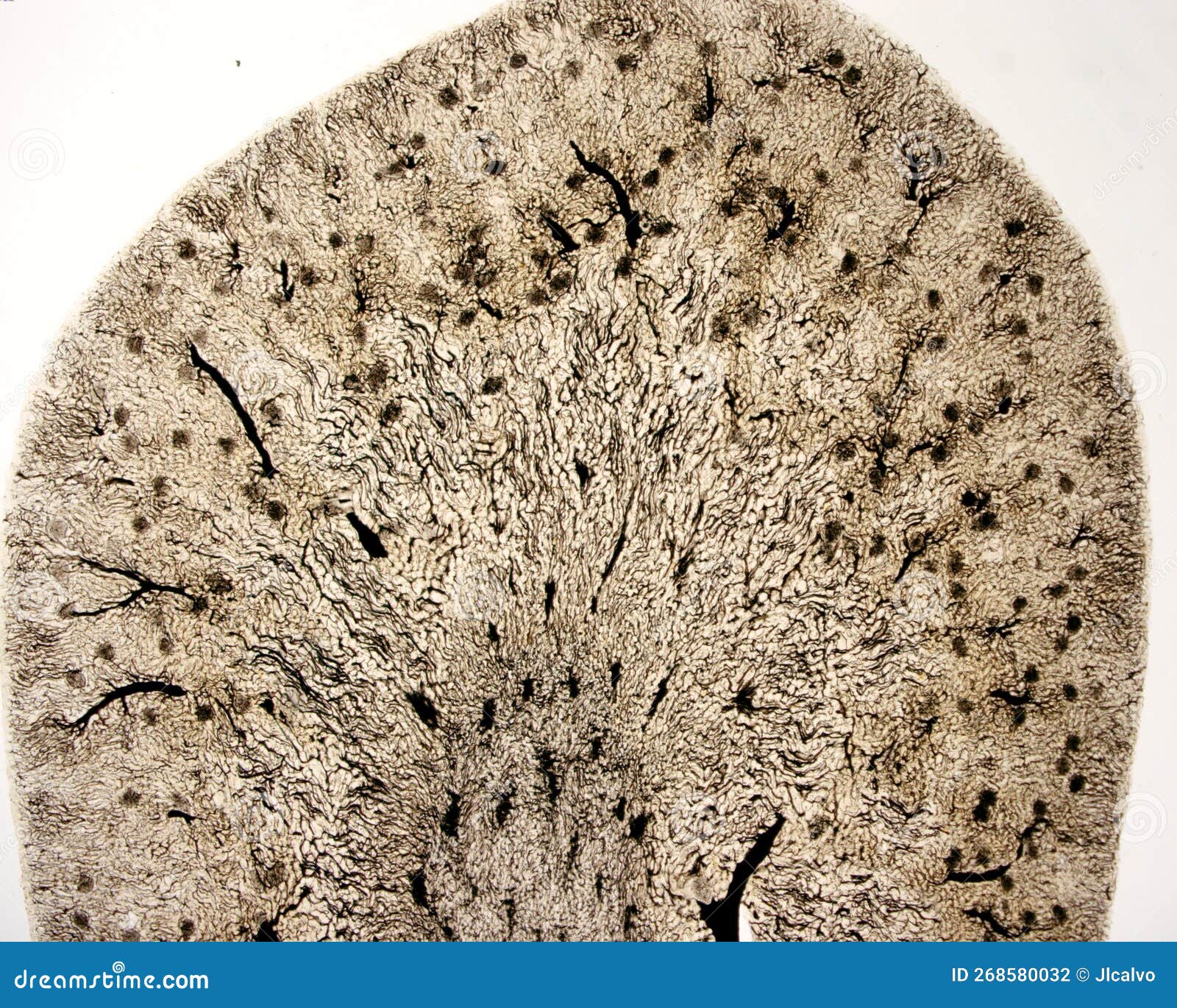 Kidney. Blood vessels stock photo. Image of capillary - 268580032