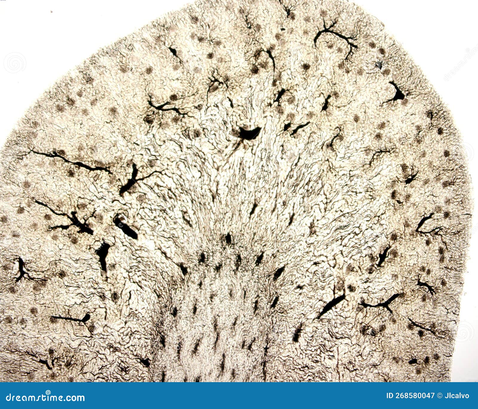 Kidney. Blood vessels stock image. Image of microscopic - 268580047