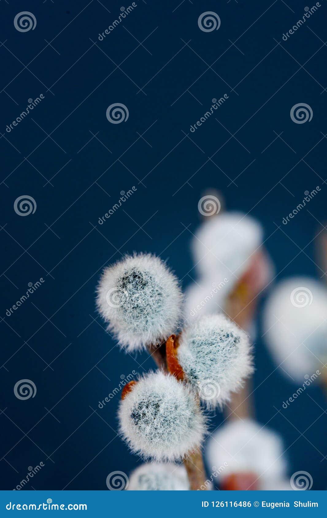 Early Buds Twigs of Branches with Soft Buds Stock Photo - Image of ...
