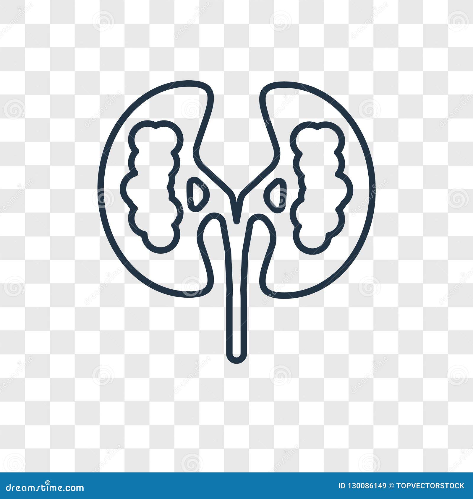 Kidney Concept Vector Linear Icon Isolated on Transparent Background ...