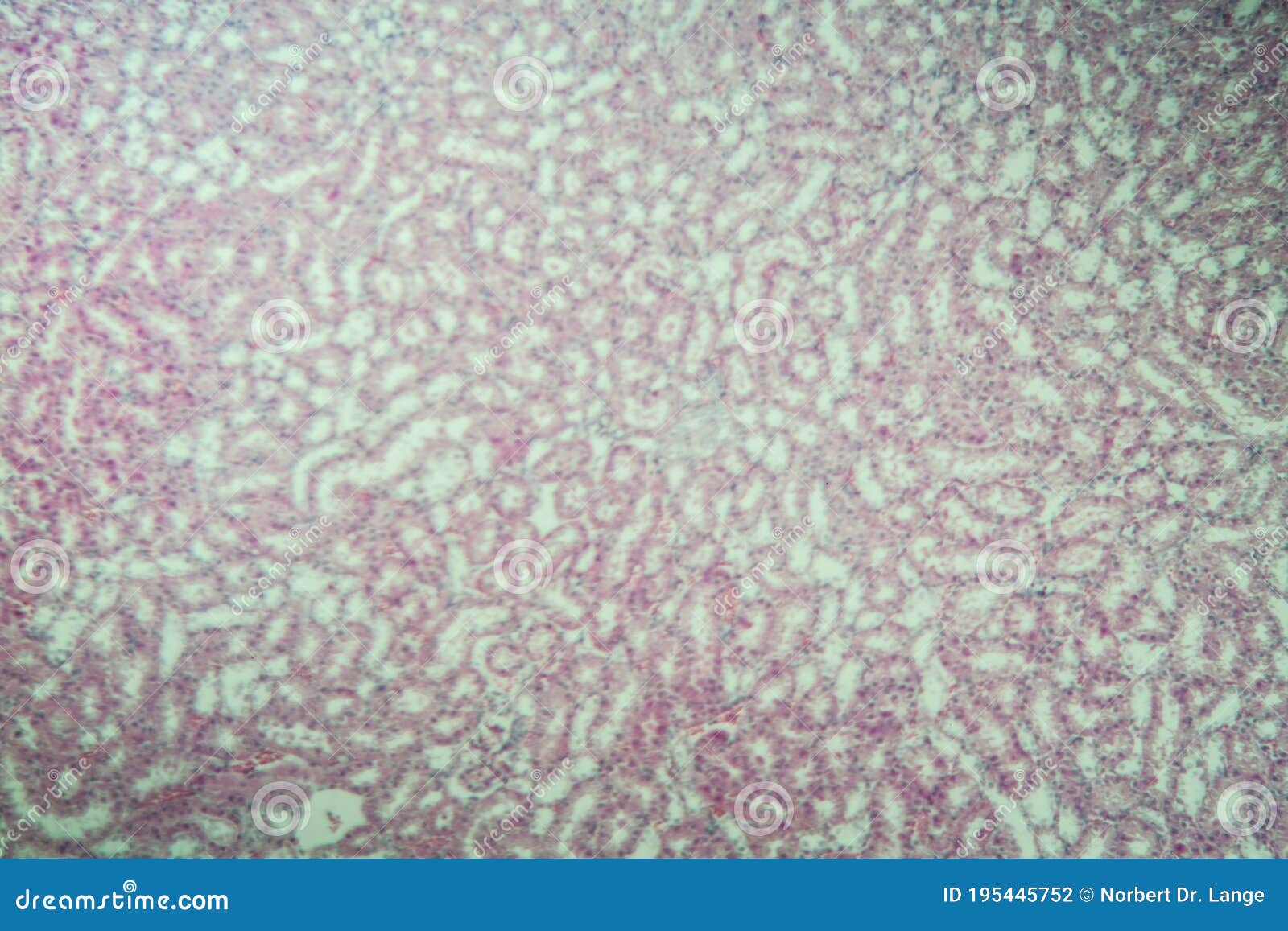Kidney Cortex Under the Microscope Stock Photo - Image of histology ...